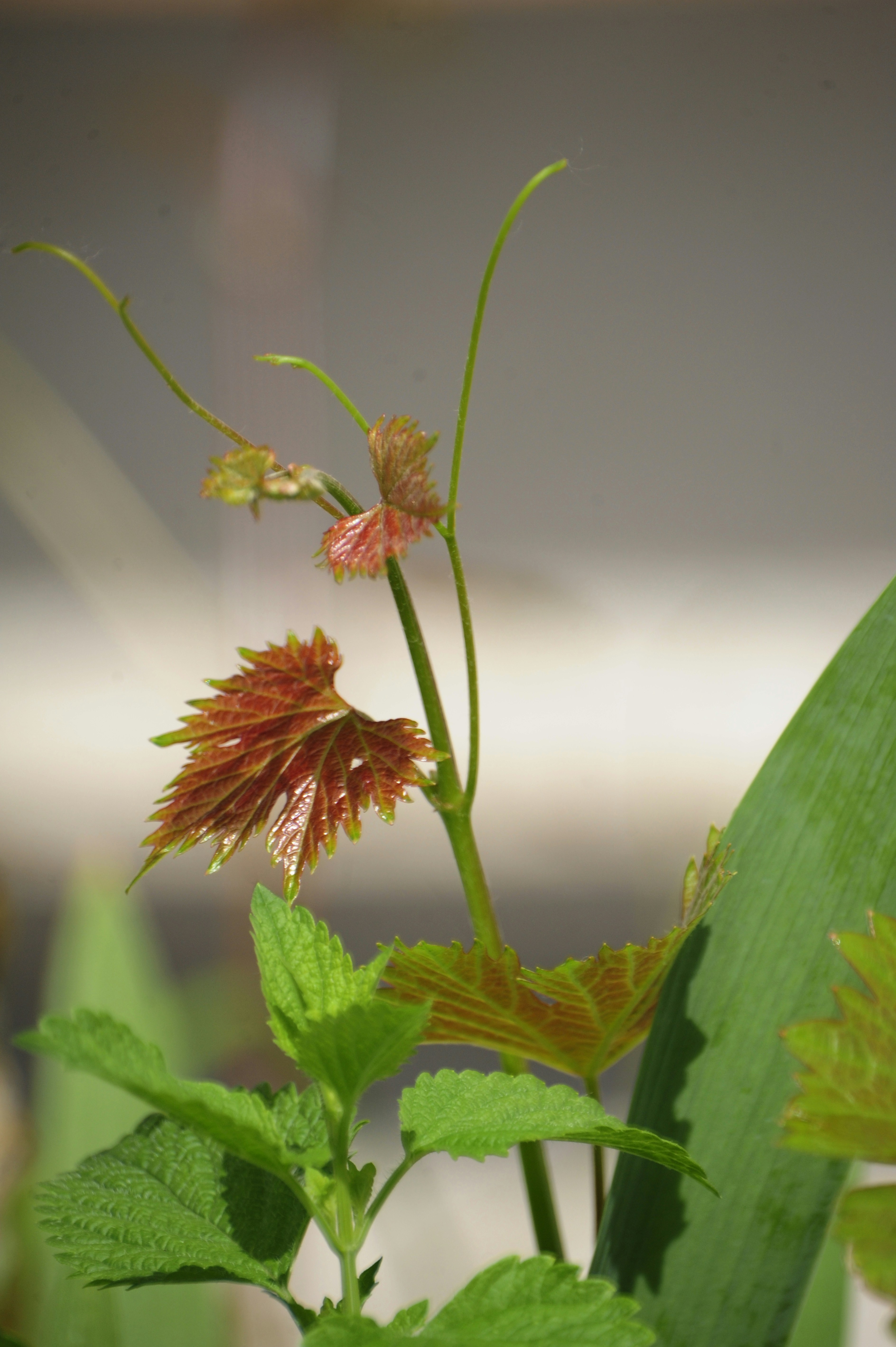 Tender Vine with Red-tinged Leaves Reaching Toward Light