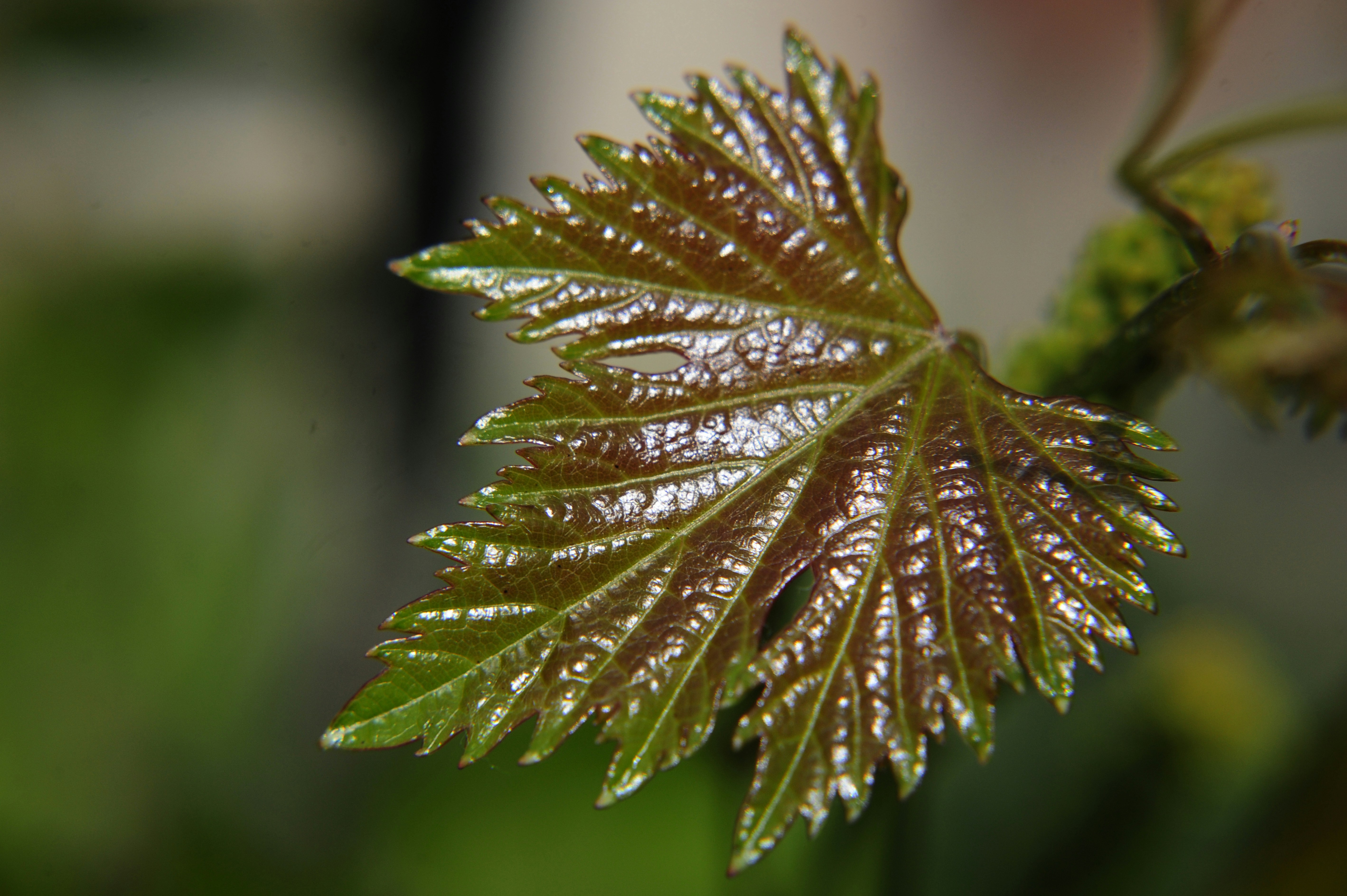 Dew-Laced Venation: Close-Up of a Copper-Tinted Leaf