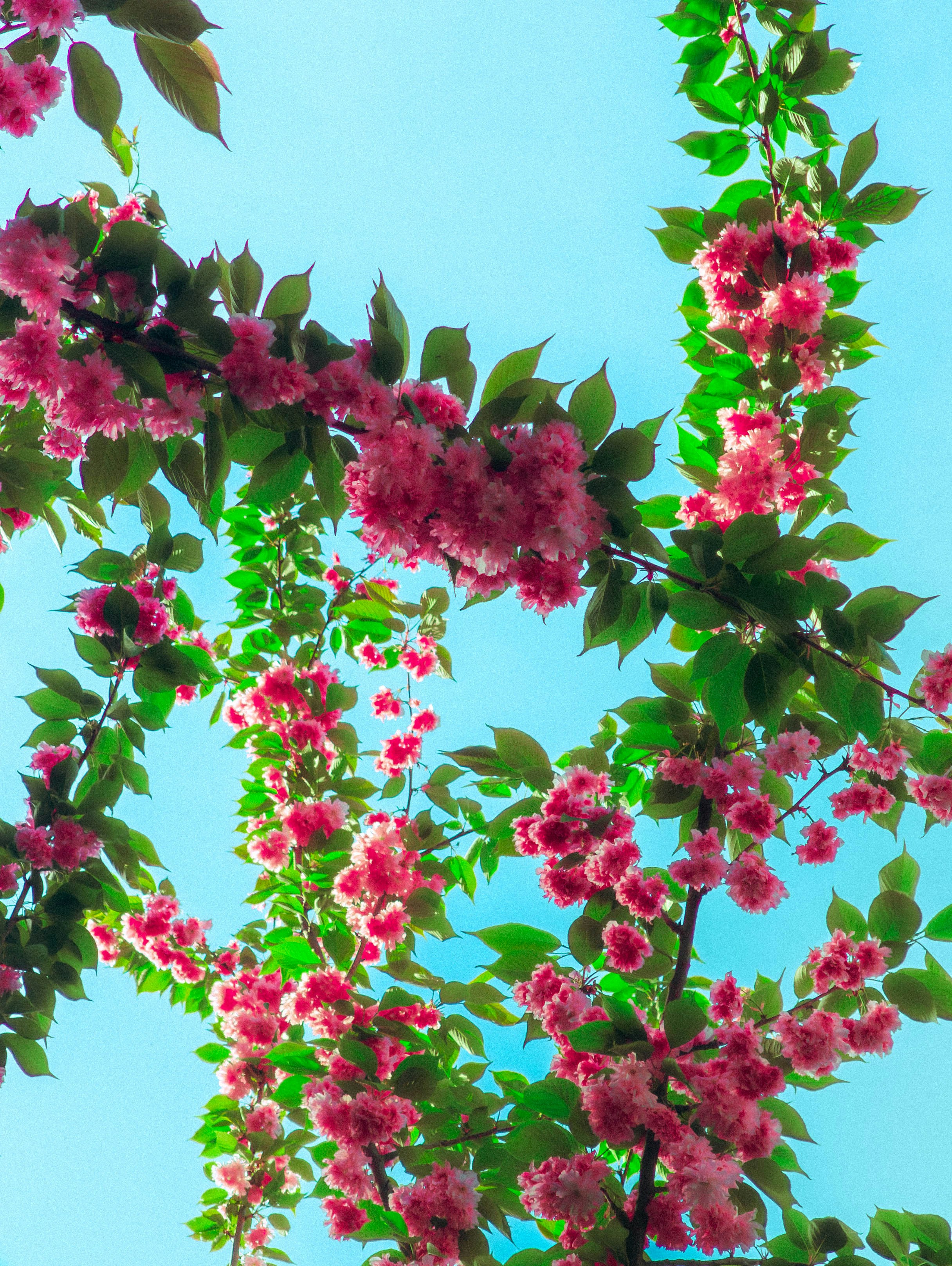 Pink flowers blossom against a bright blue sky.
