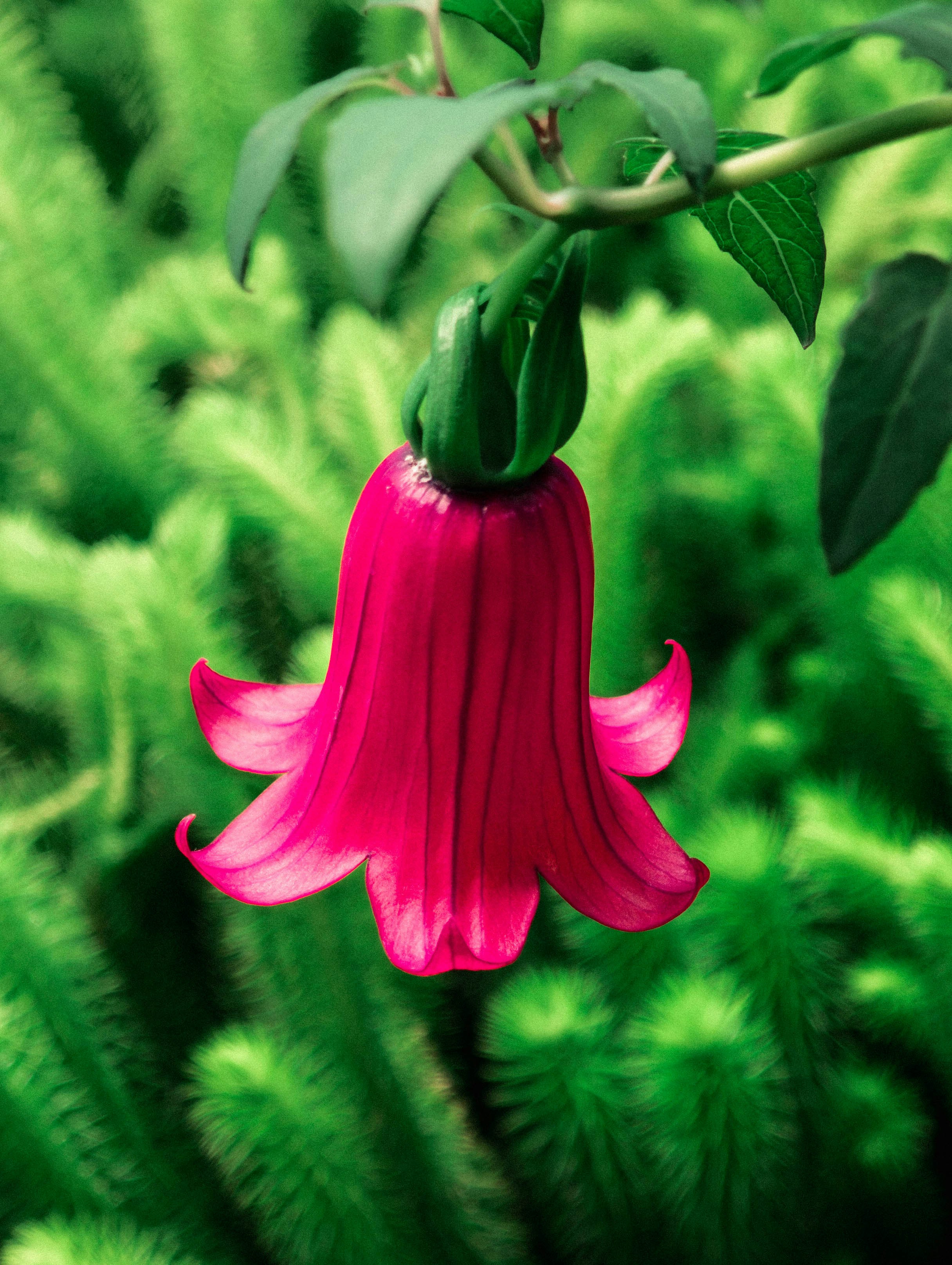 A vibrant, magenta flower hangs downwards.
