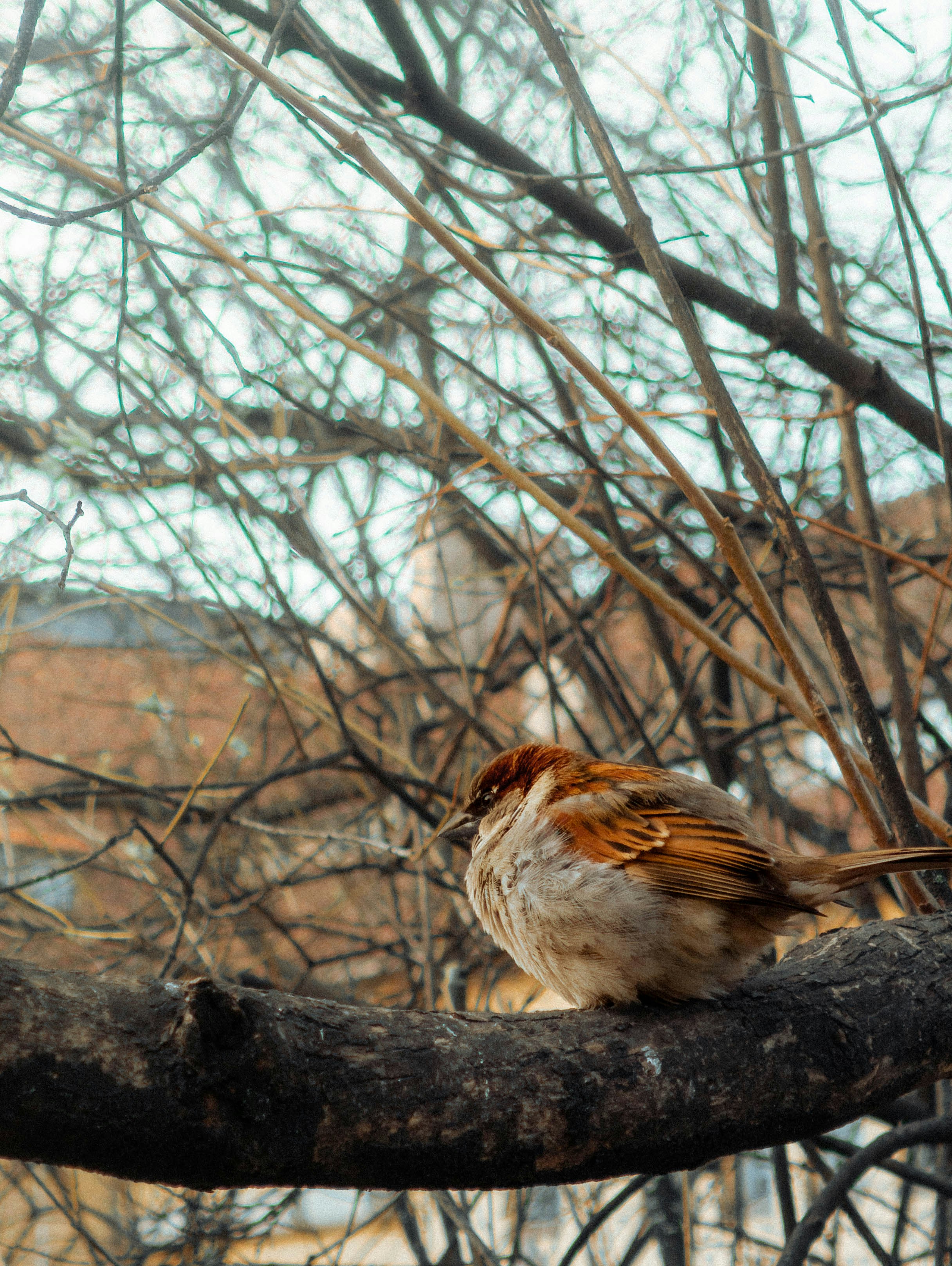 A sparrow sits on a tree branch.
