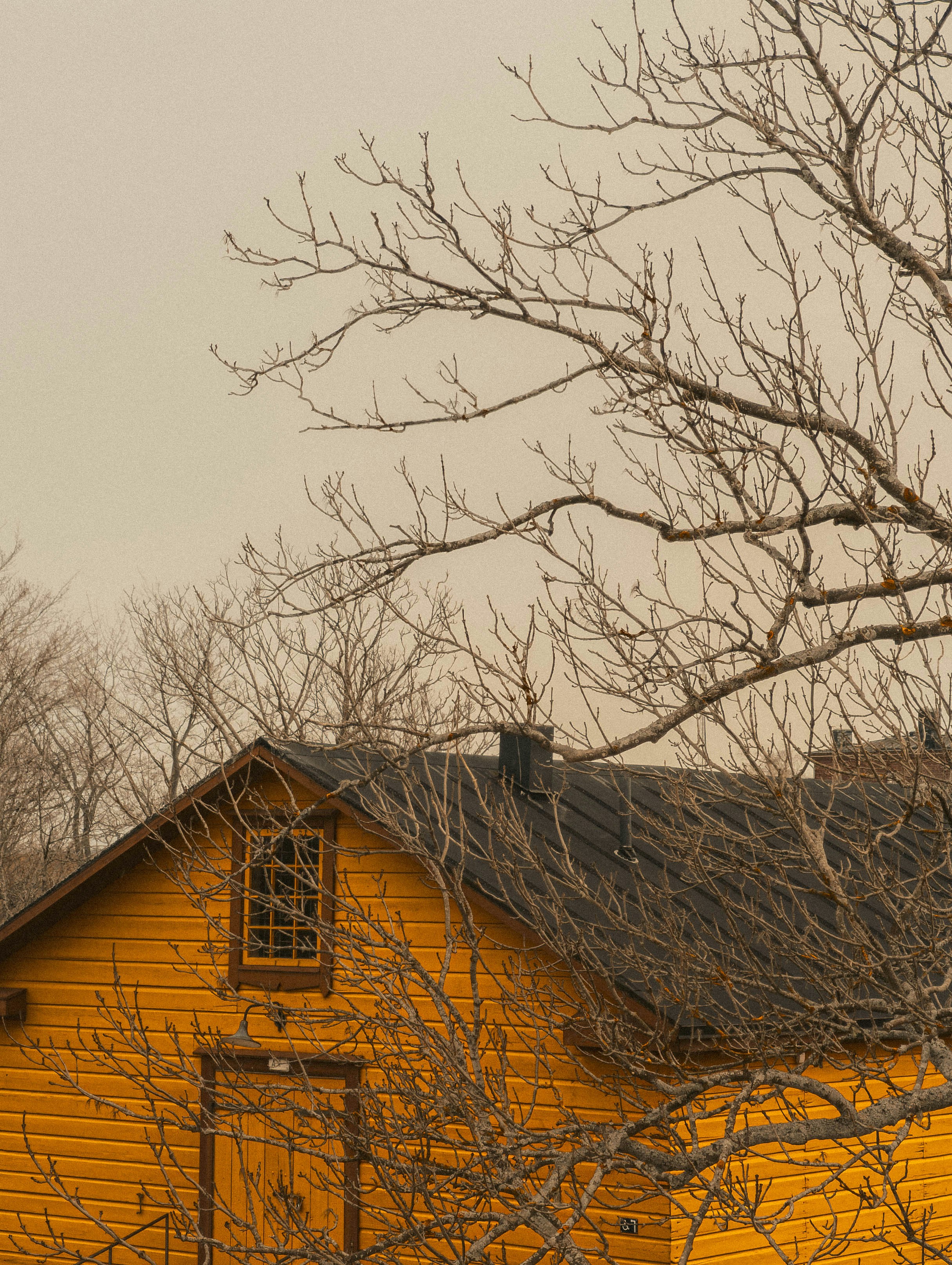 A yellow building stands beneath bare tree branches.