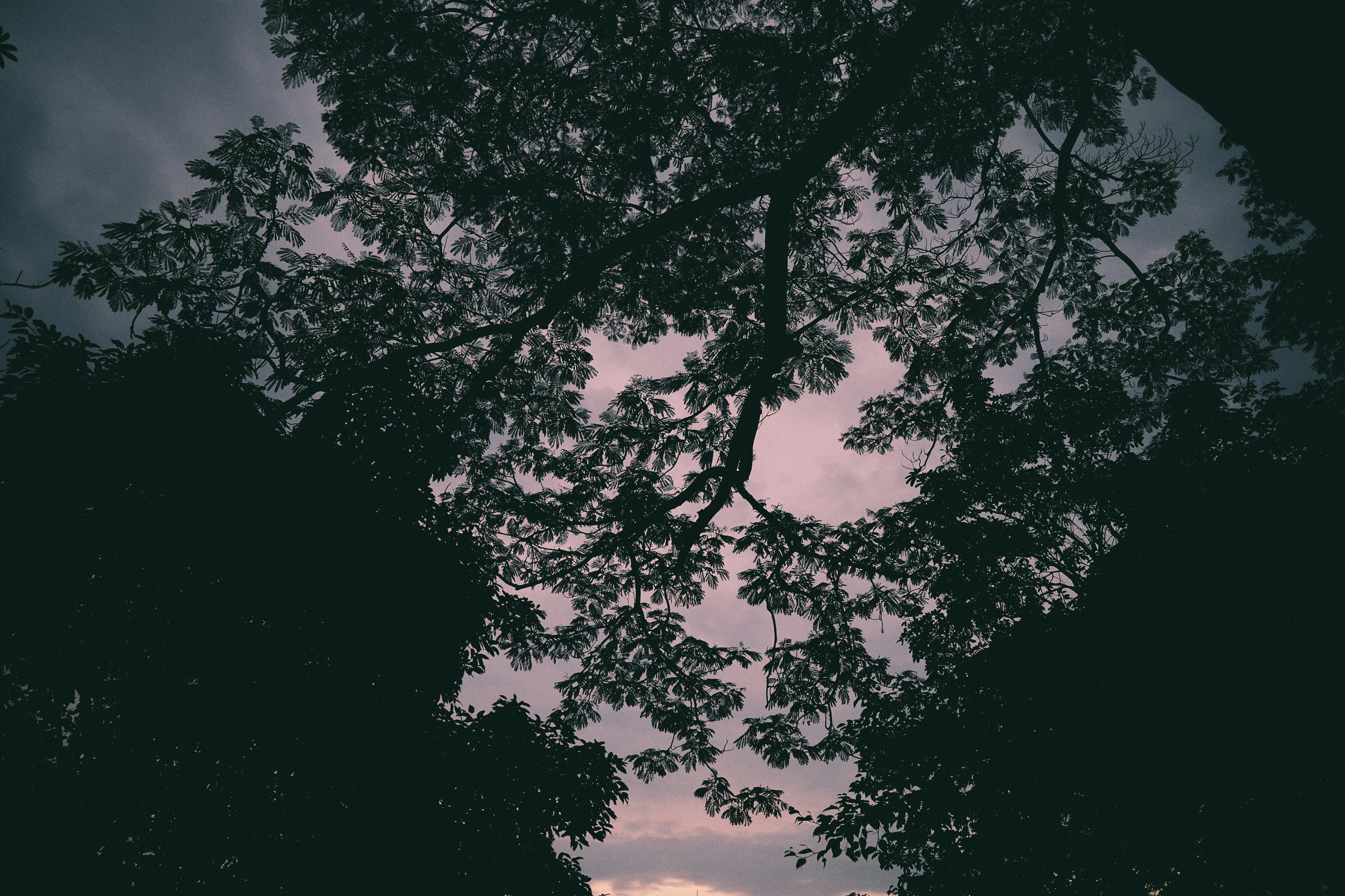 Tree branches reach towards a dusky sky.