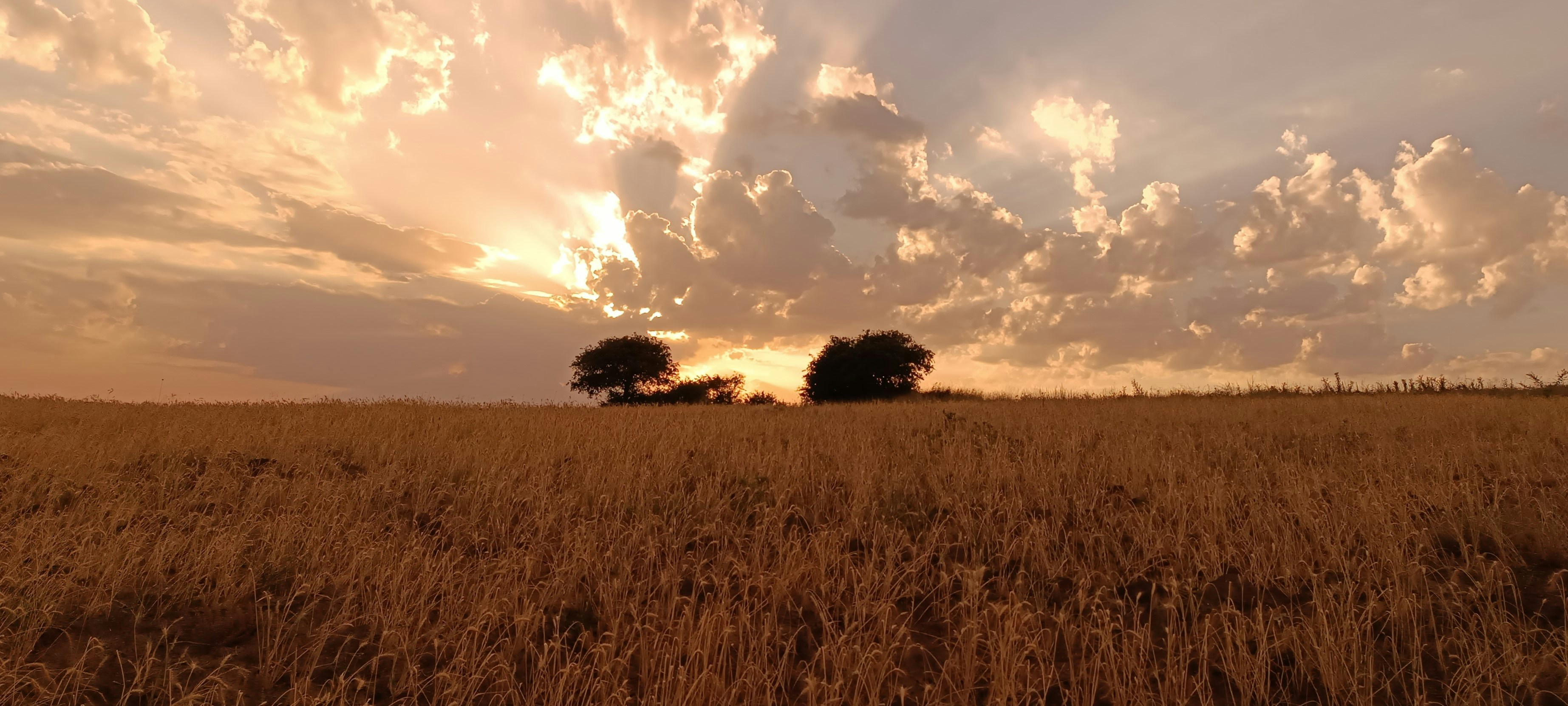 Golden wheat field under a dramatic sky with silhouetted trees at sunset.