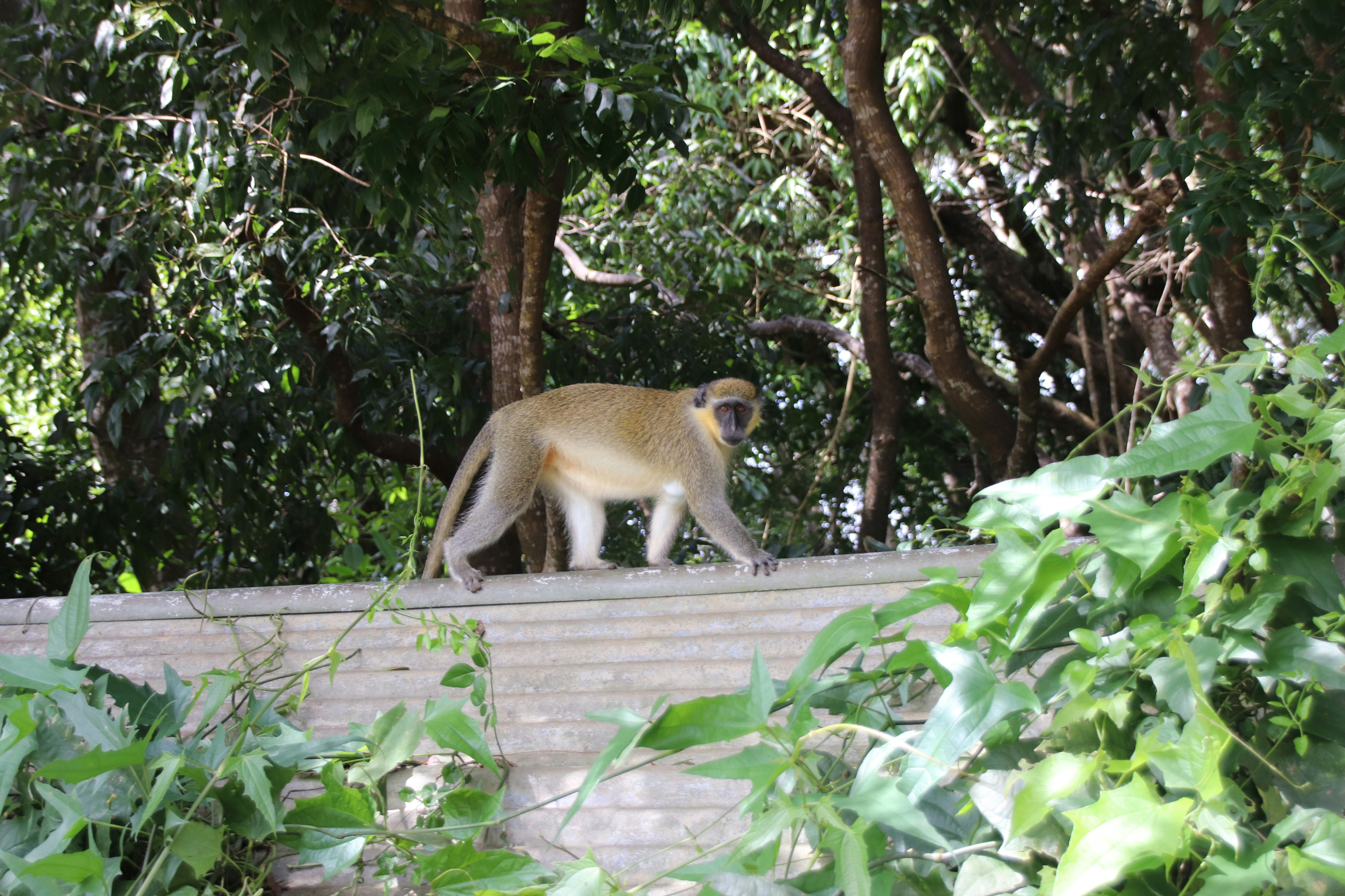 Macaque Crossing a Weathered Concrete Ledge Beneath a Jungle Canopy