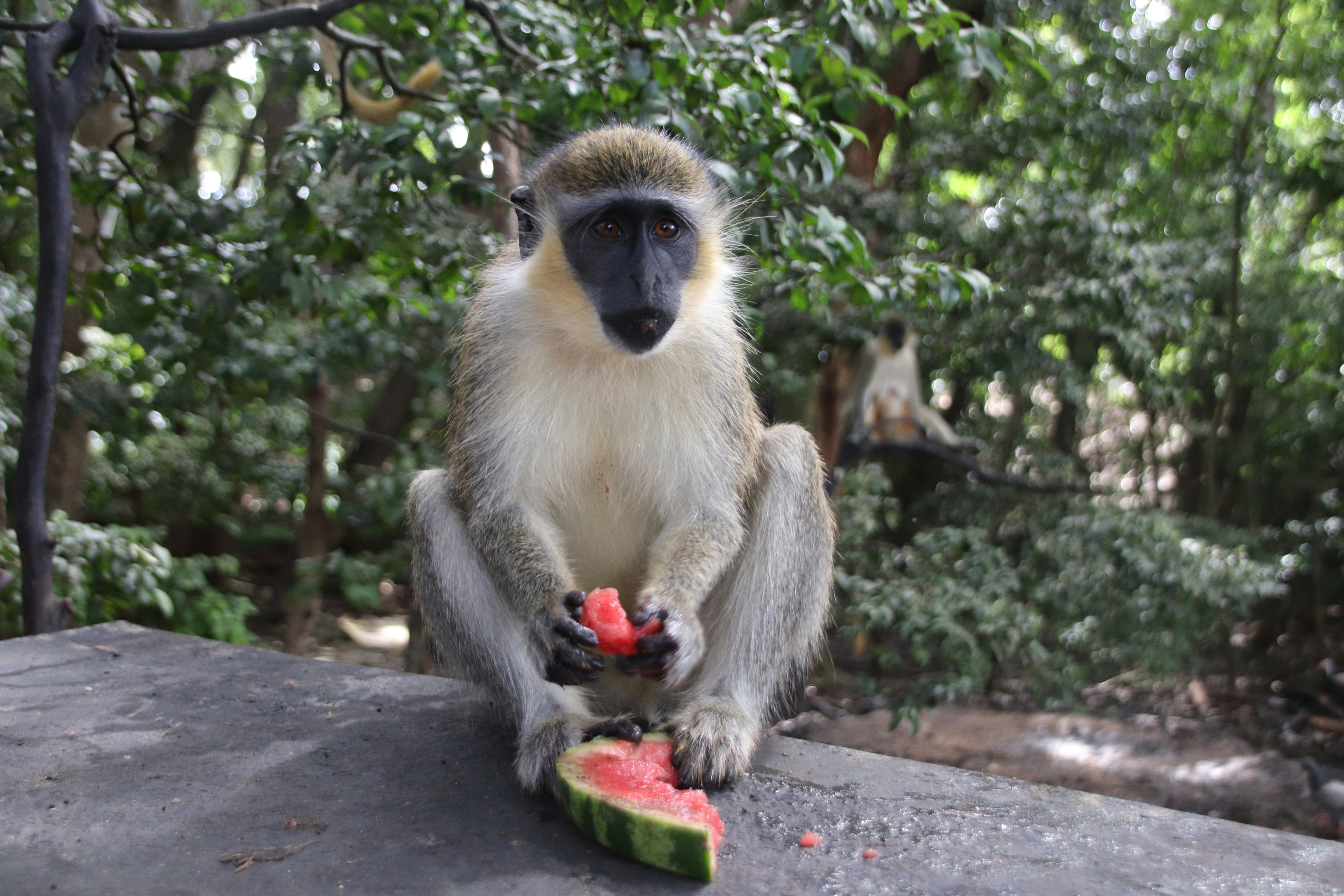 Watermelon Break: A curious macaque on a sun-warmed stone