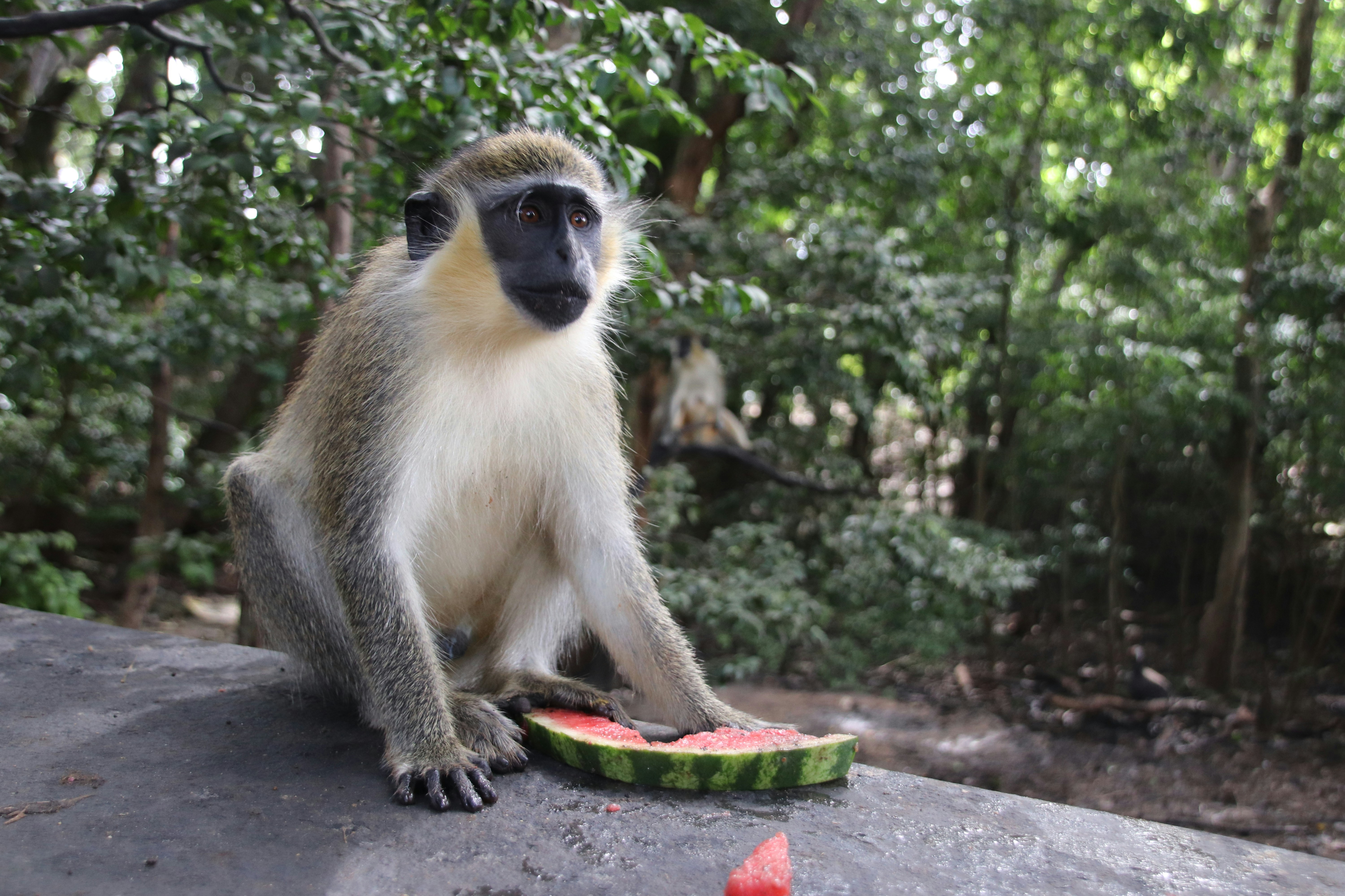 Watermelon Pause: A Curious Macaque on a Sun-Warmed Rock