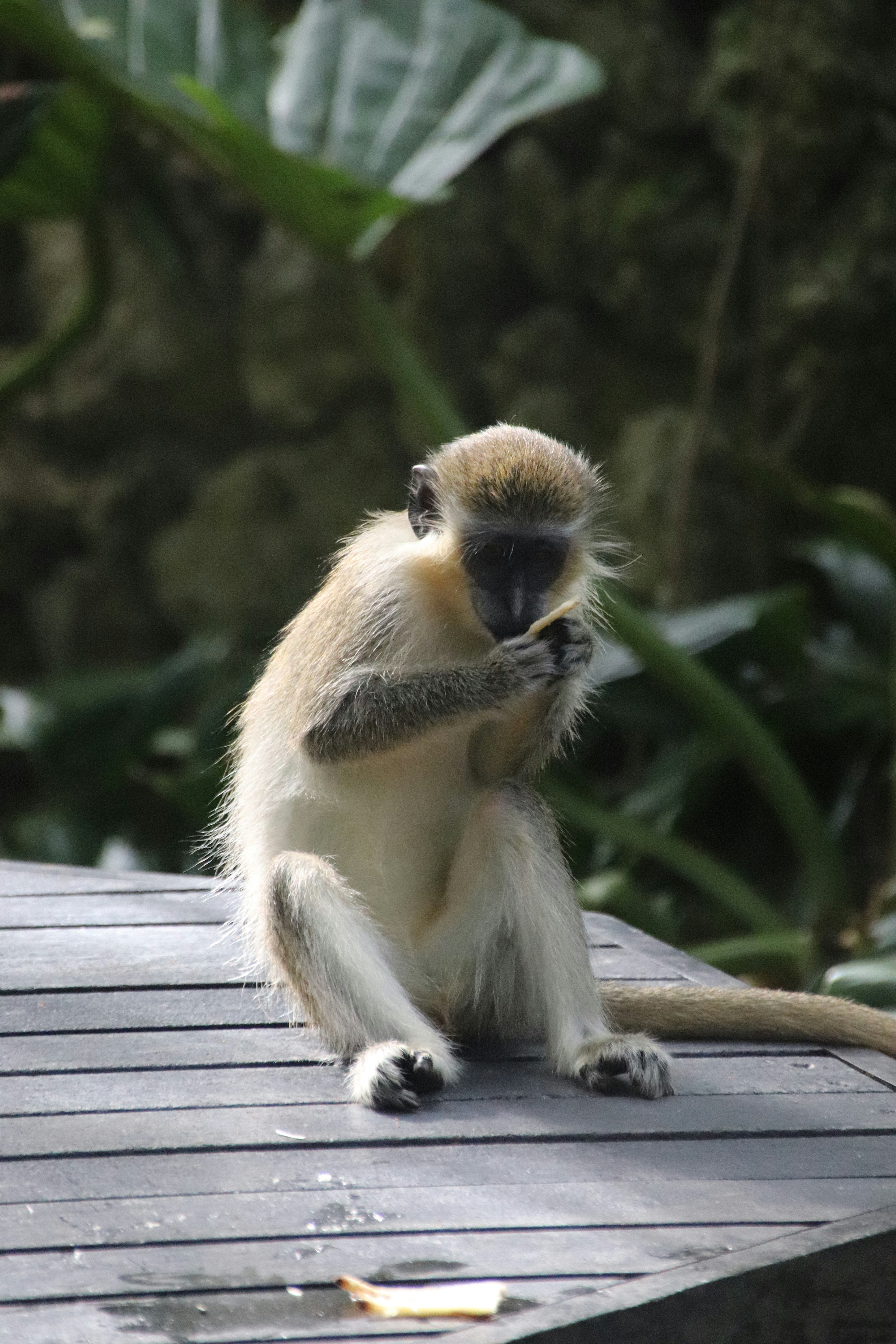 Contemplative Juvenile Monkey on a Weathered Deck