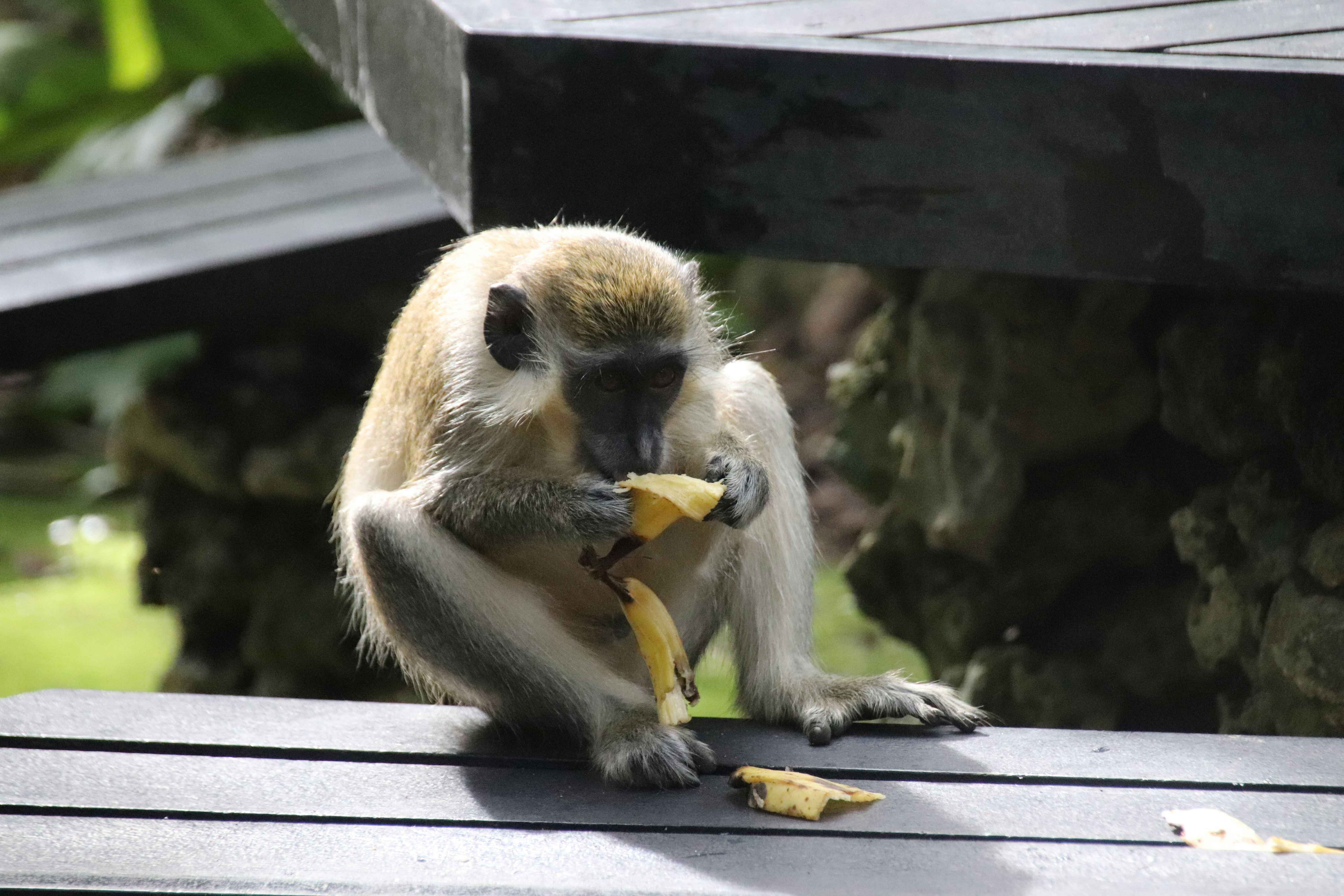 Photo by Tanya Barrow with Canon EOS 77D