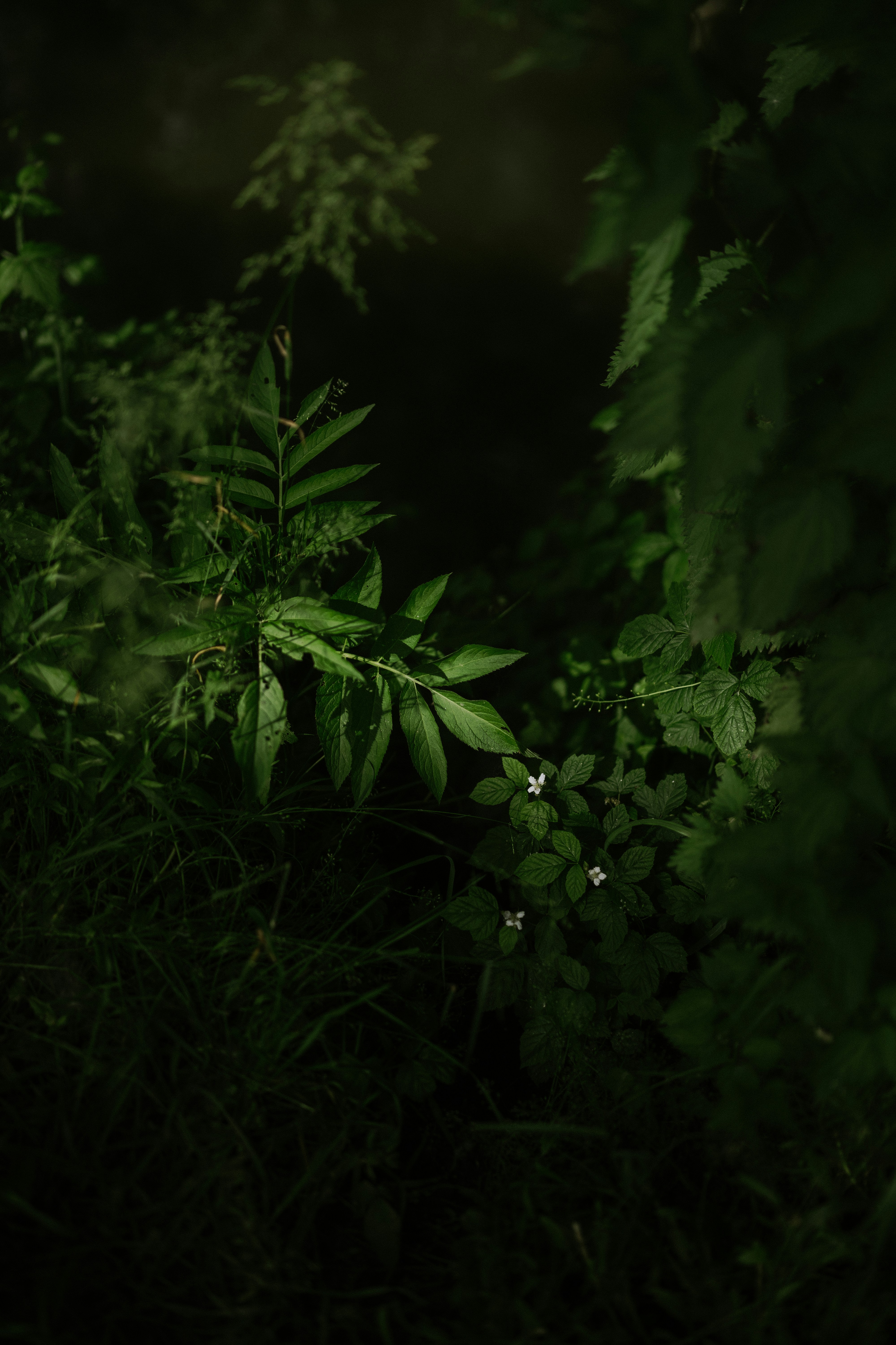 Photo by Martin Baron with Panasonic Lumix S5