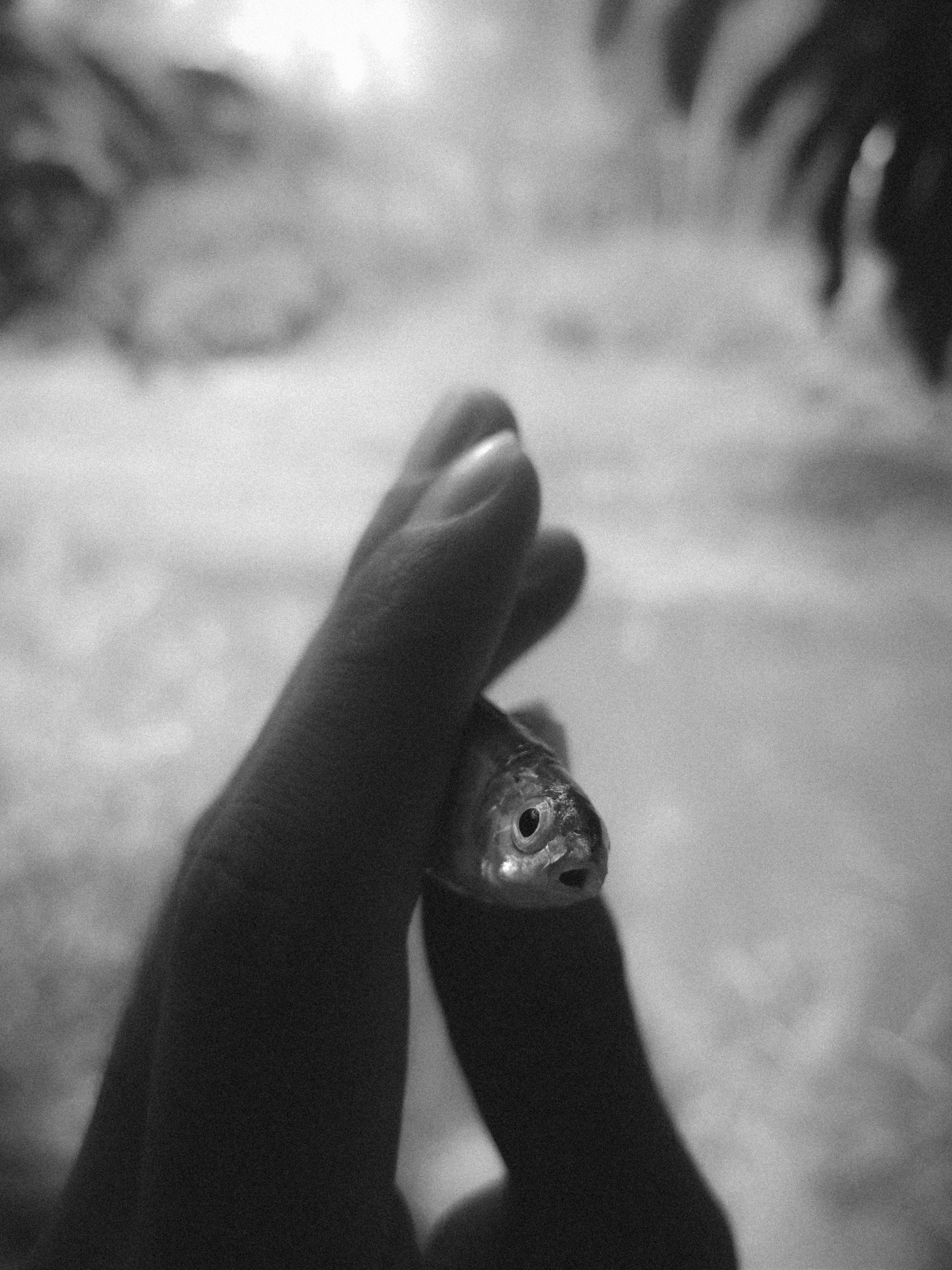 A hand holds a tiny fish.