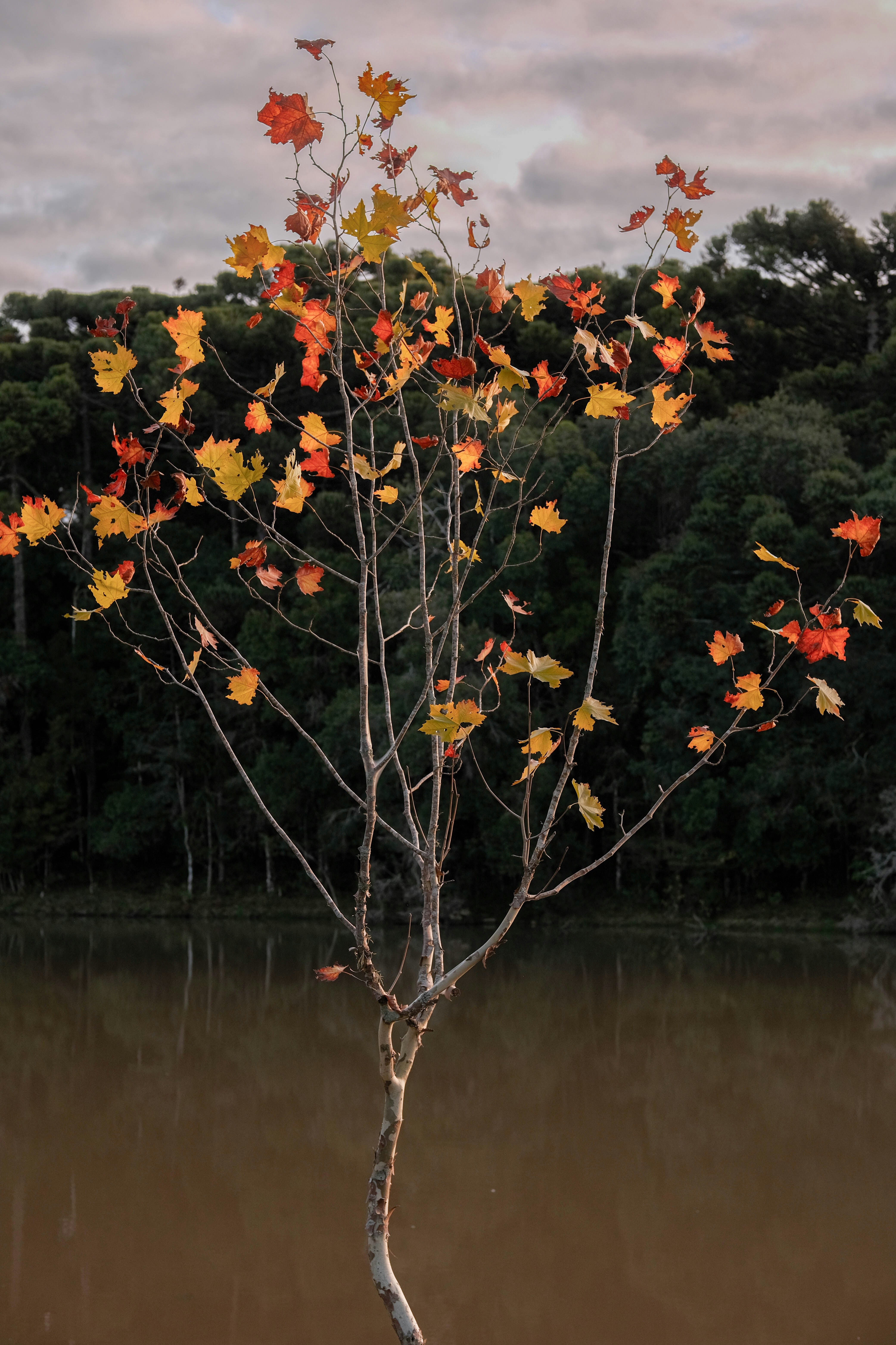 Autumn Fire Sapling Rises Over a Quiet Lake