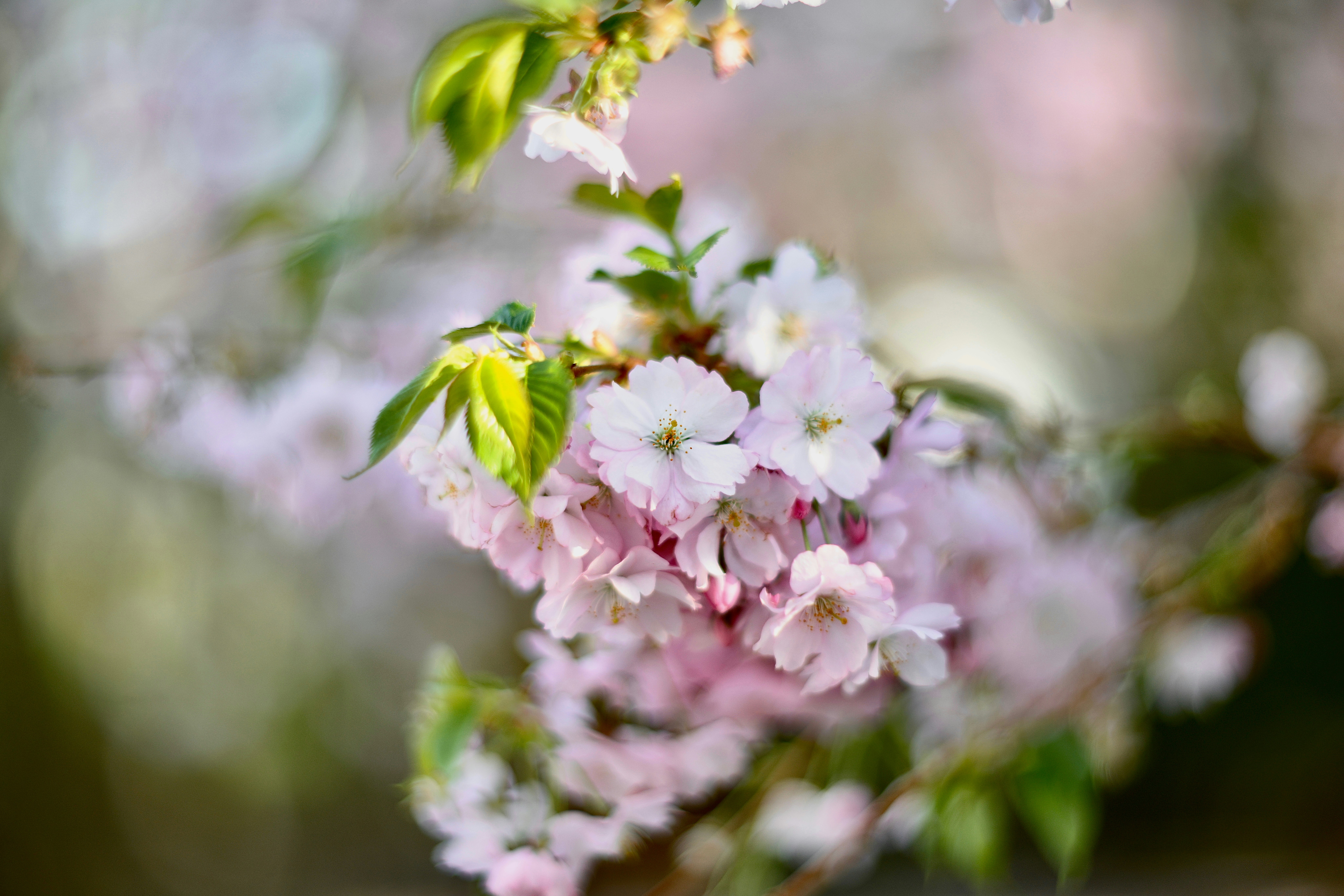 Photo by Andrey Tikhonovskiy with Canon EOS R5 Mark II