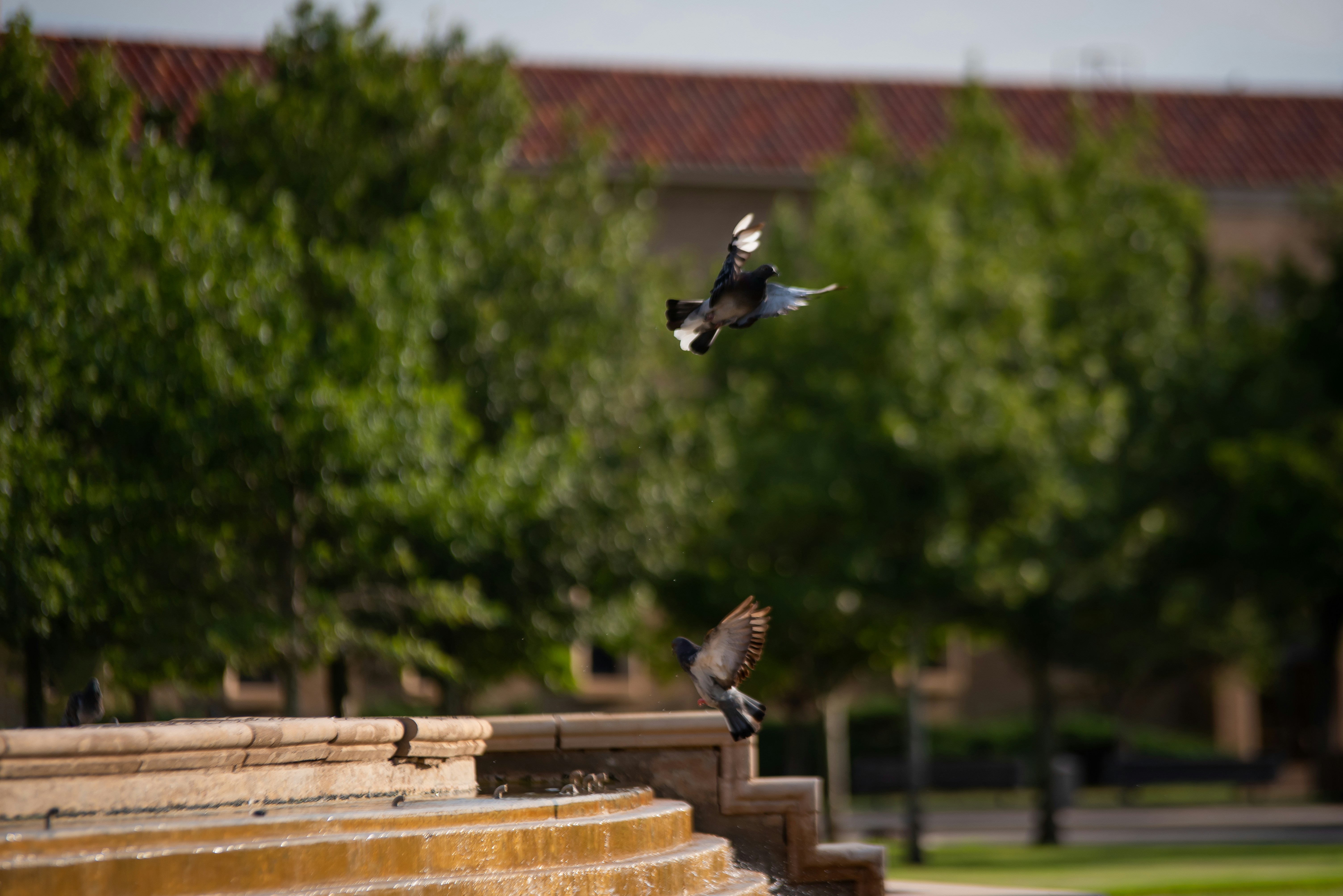 Midair Duet Over a Sunlit Courtyard Fountain