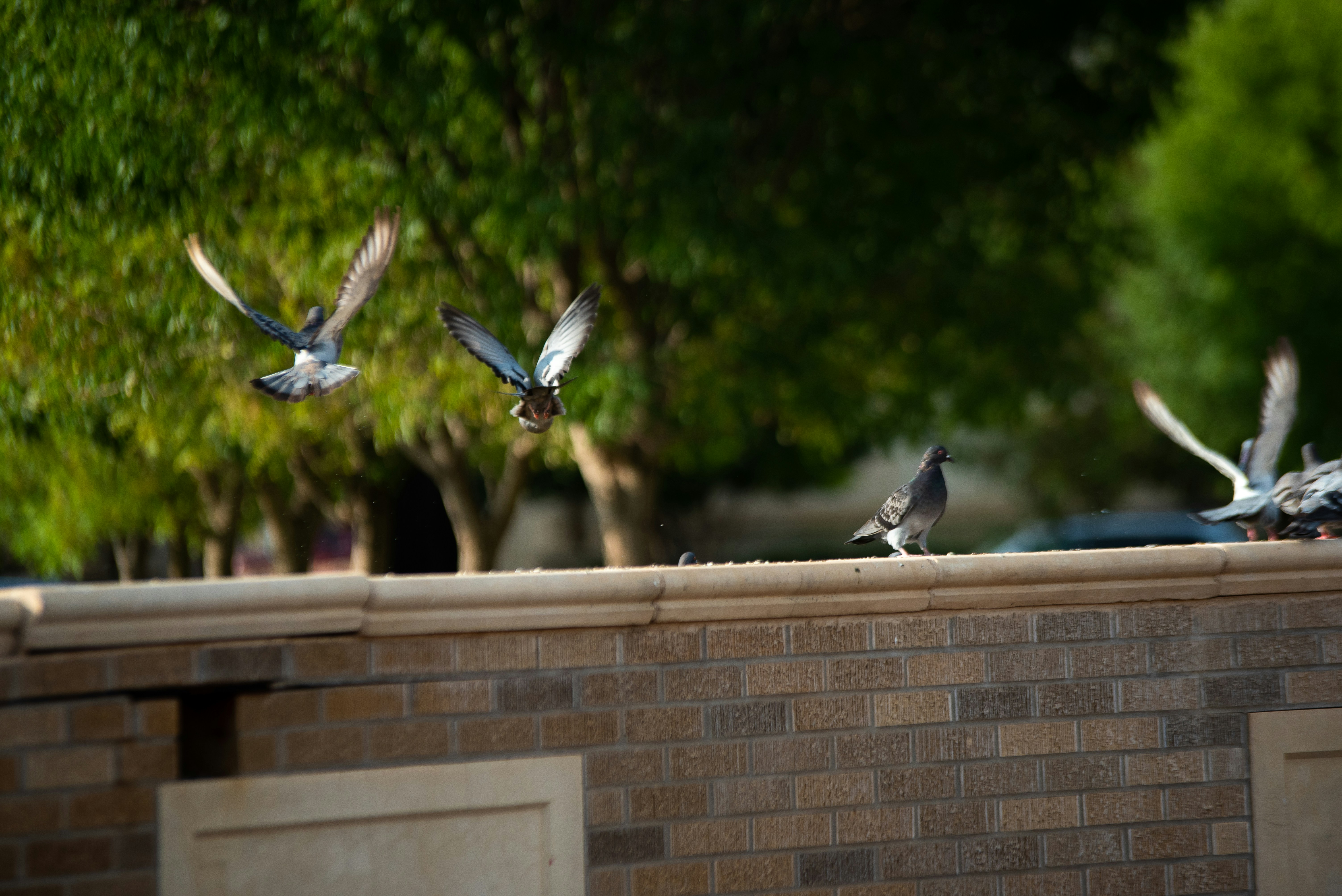 Sunlit Lift-Off Over a Brick Courtyard