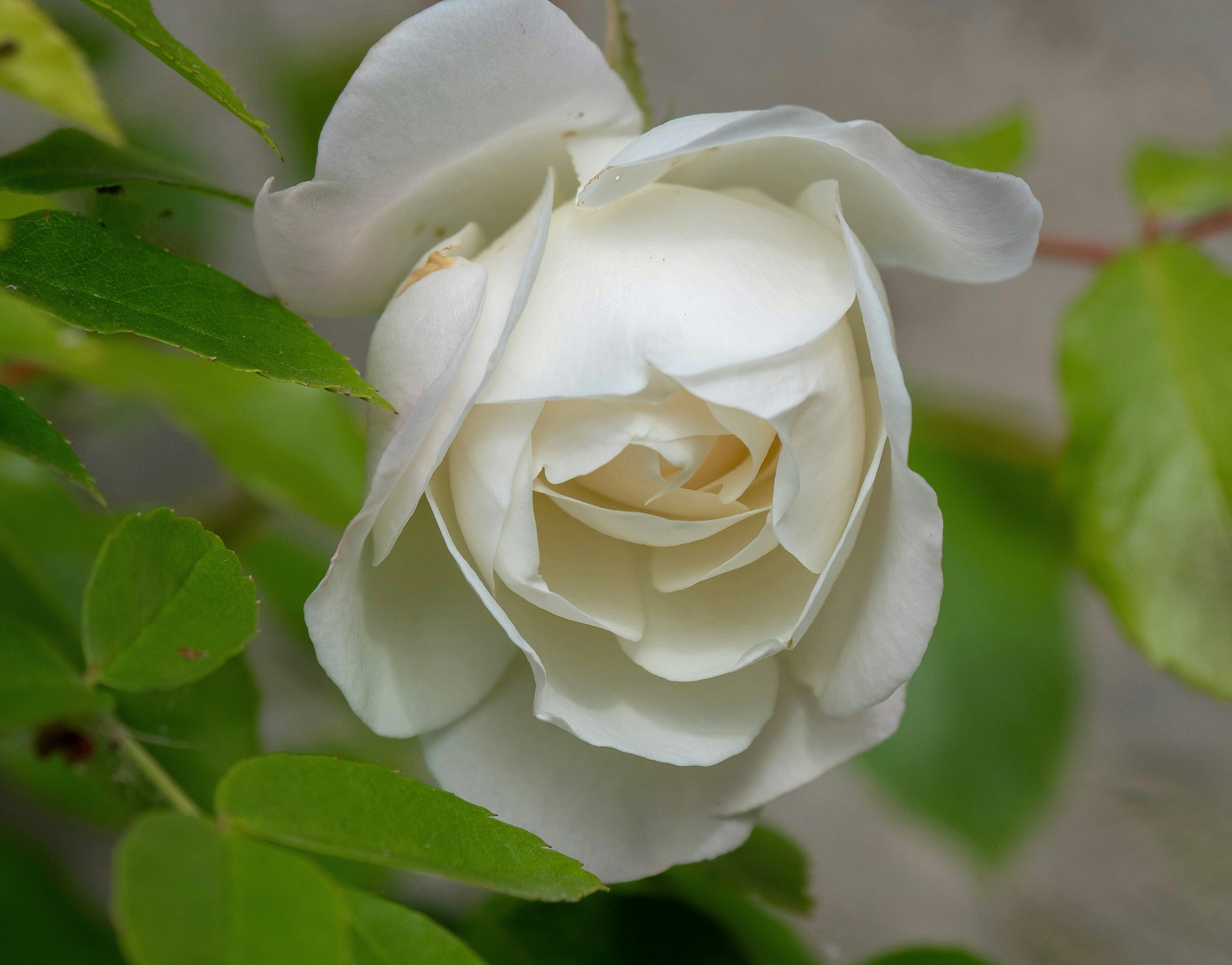 A close-up of a beautiful white rose. photo – Free Flower Image on Unsplash