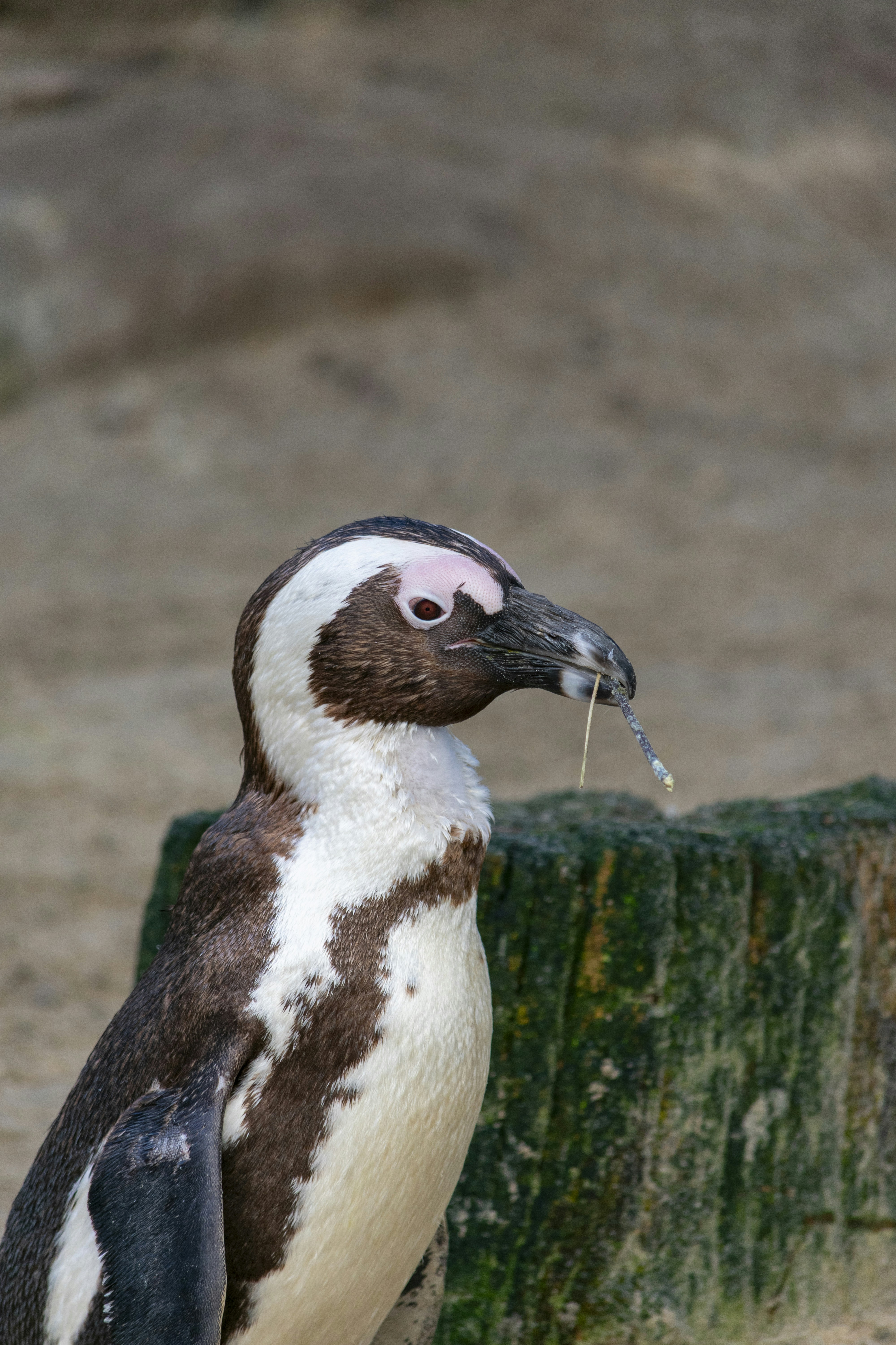 Seaweed Dangle: Profile of a Penguin by a Mossy Post