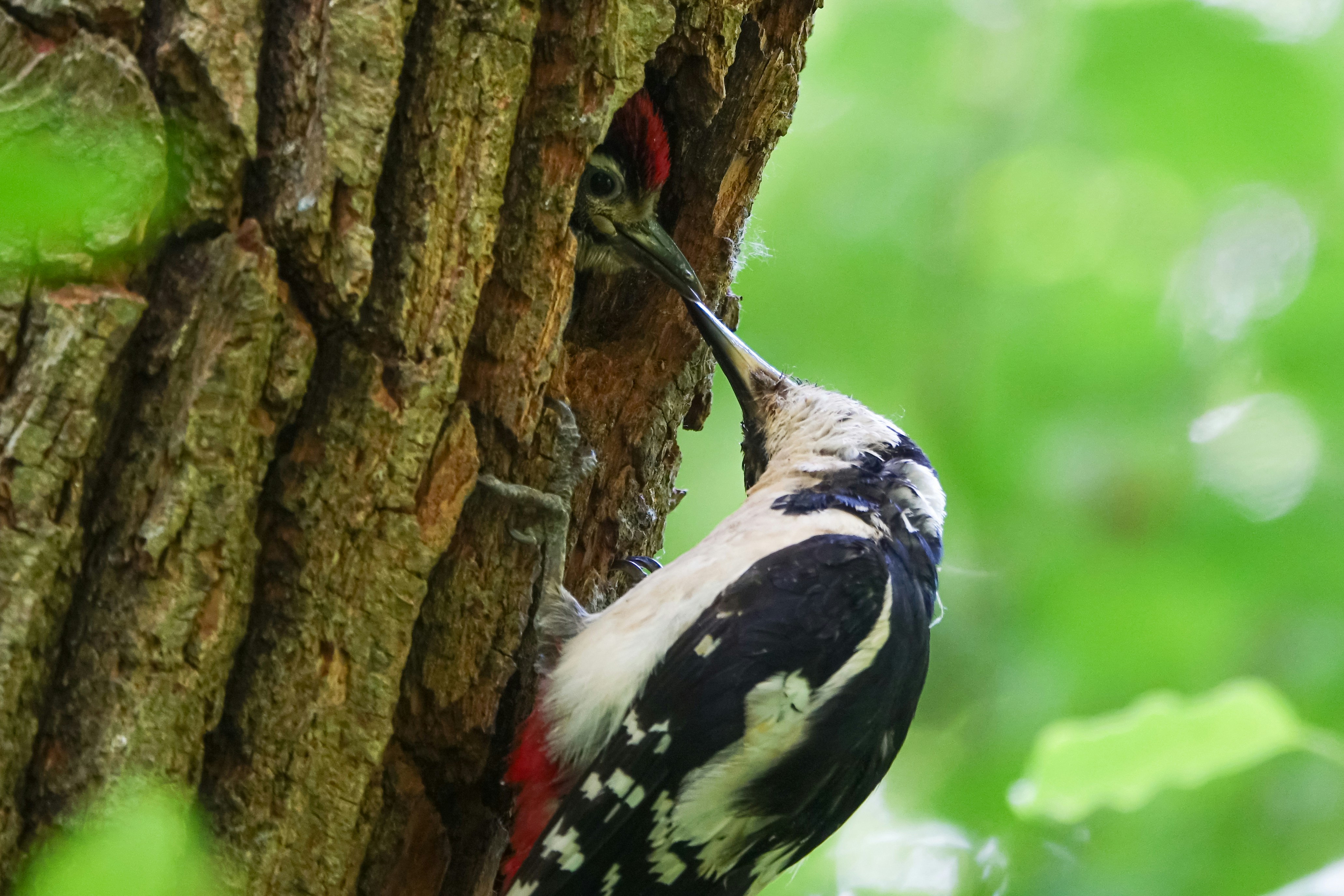 great spotted woodpecker