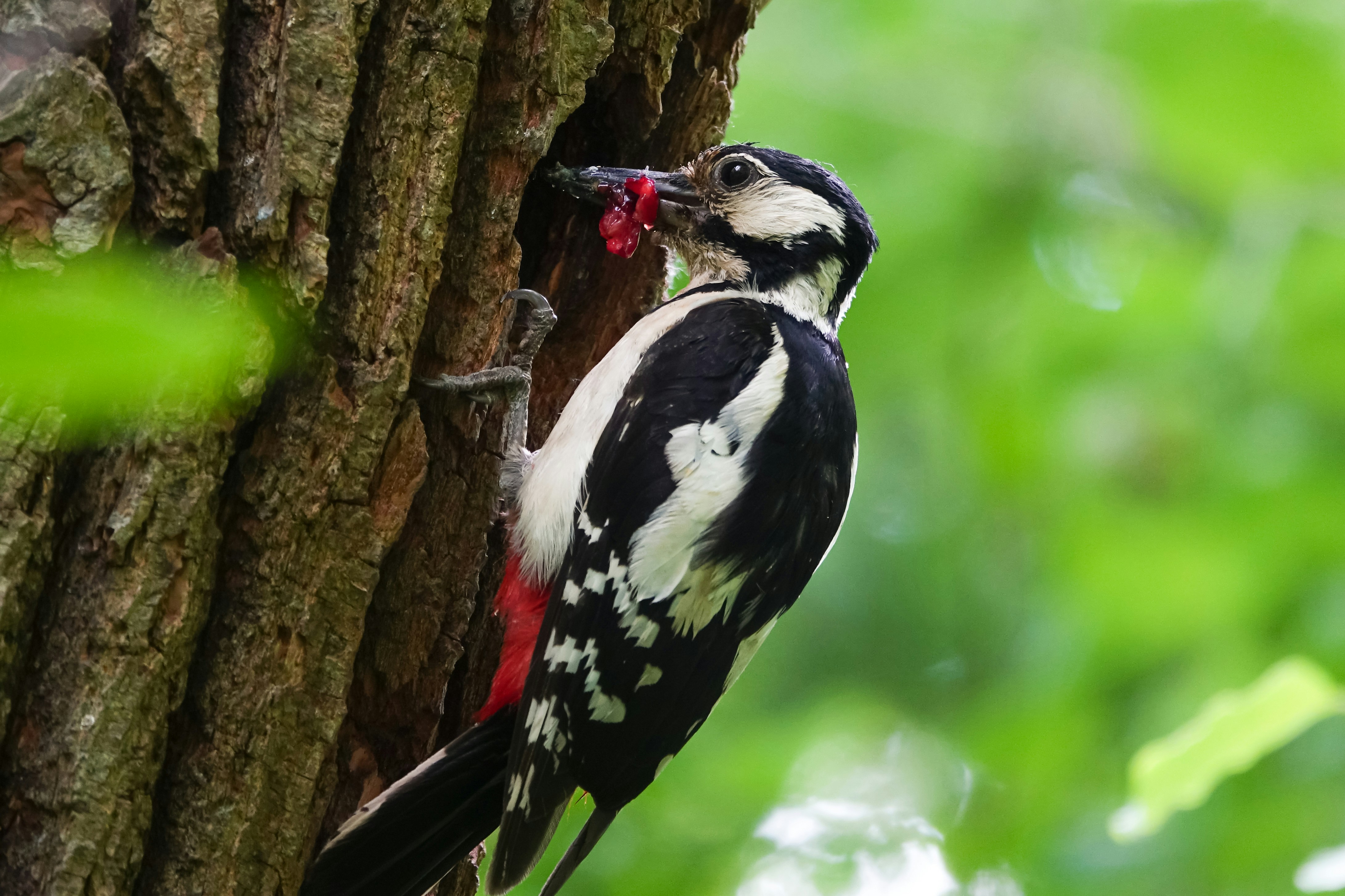 A woodpecker feeds its young inside a tree. photo – Free Animal Image ...
