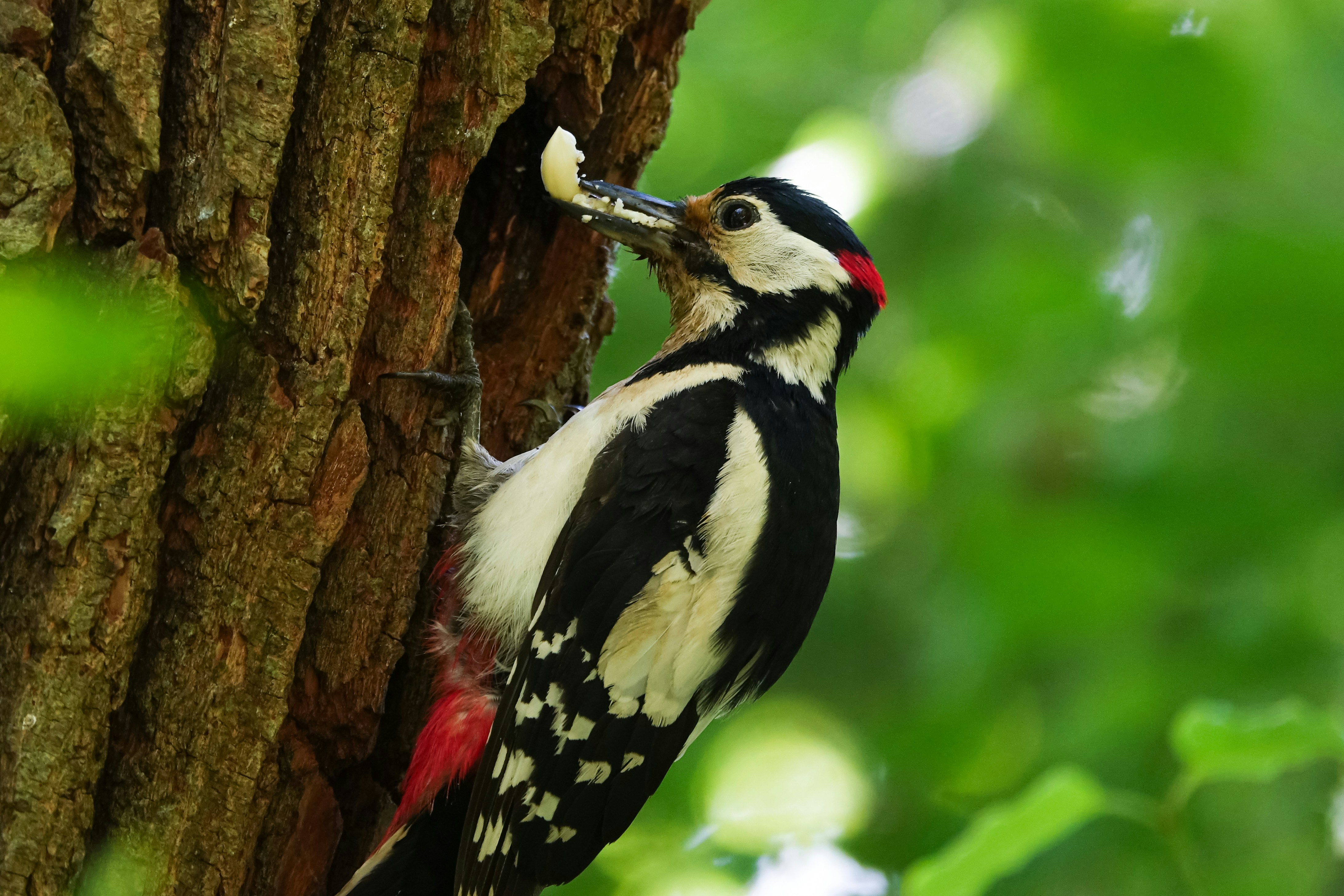 great spotted woodpecker