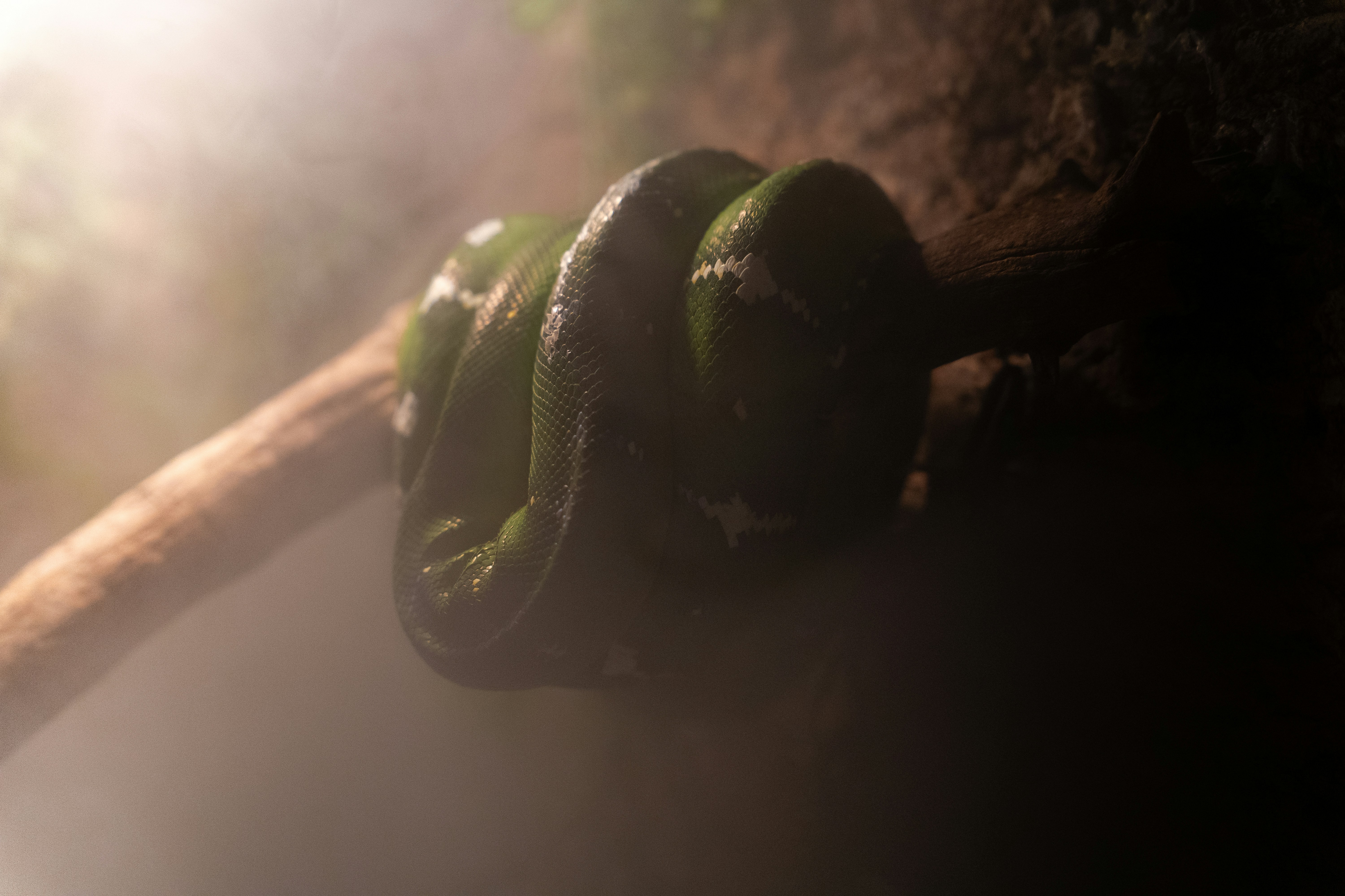 Emerald Enigma: The Serpent's Embrace