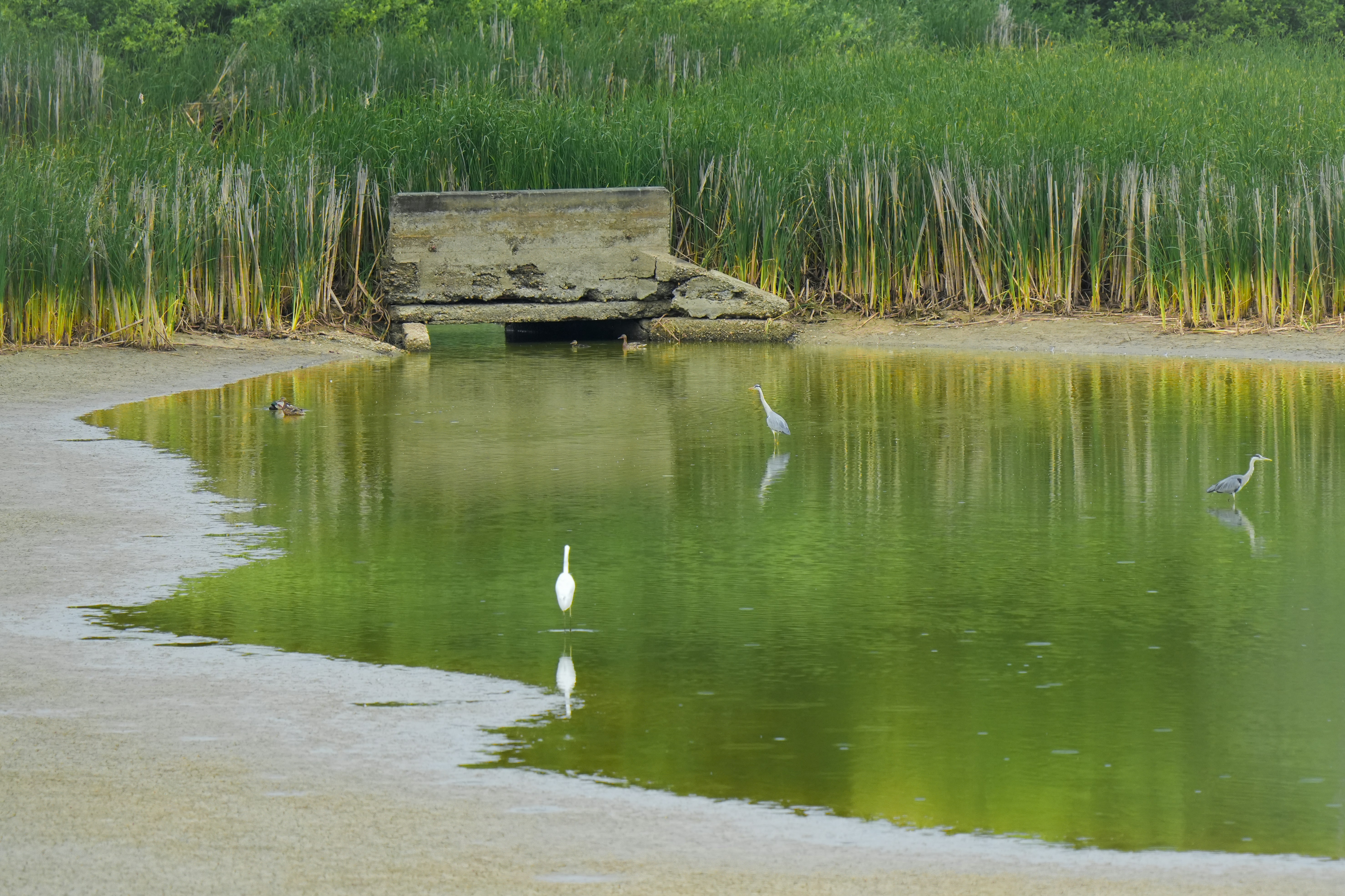 Photo by Nikola  Tomašić with Sony Alpha 7 IV