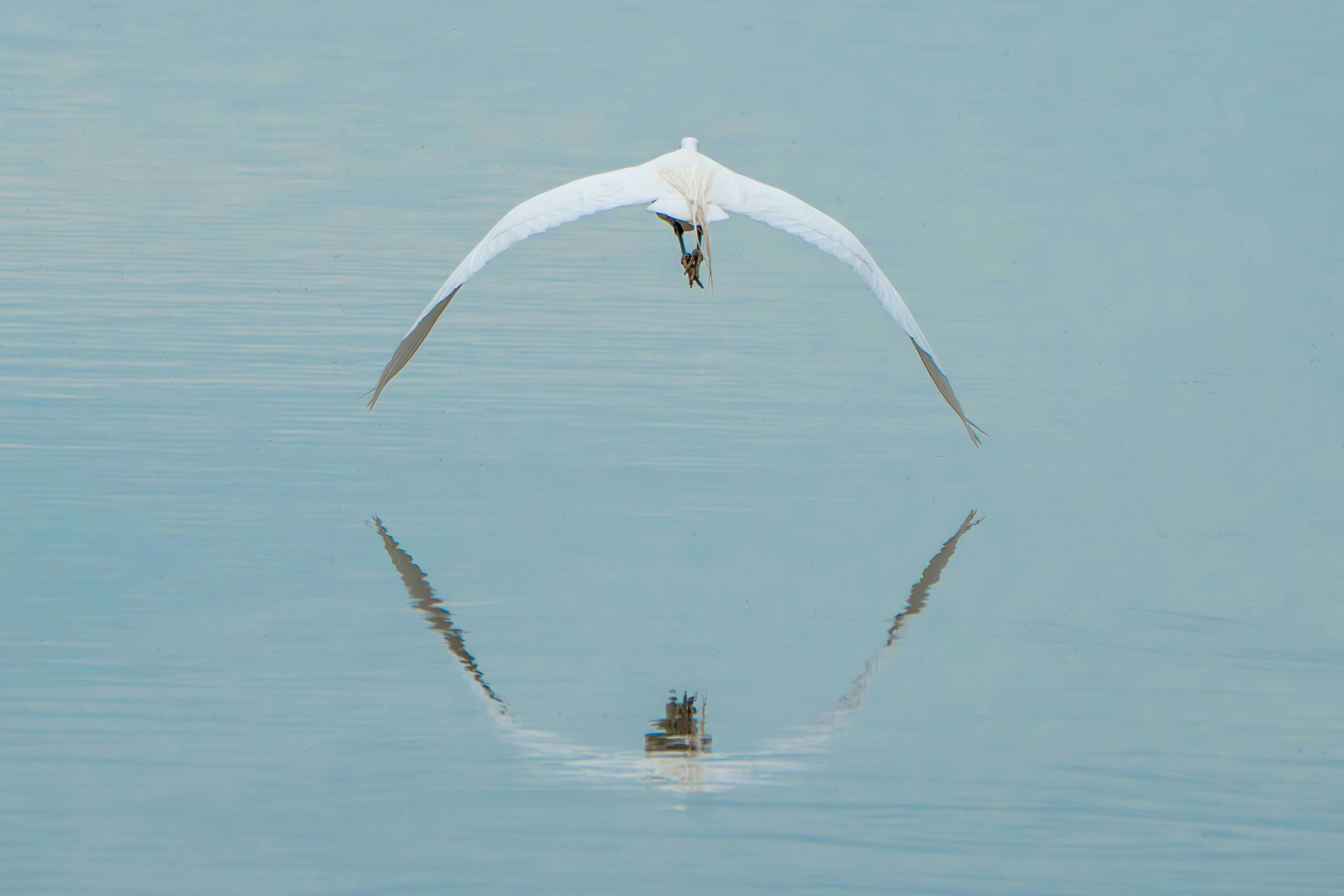Midair Mirror: A Seagull’s Silent Descent Above Glassy Waters