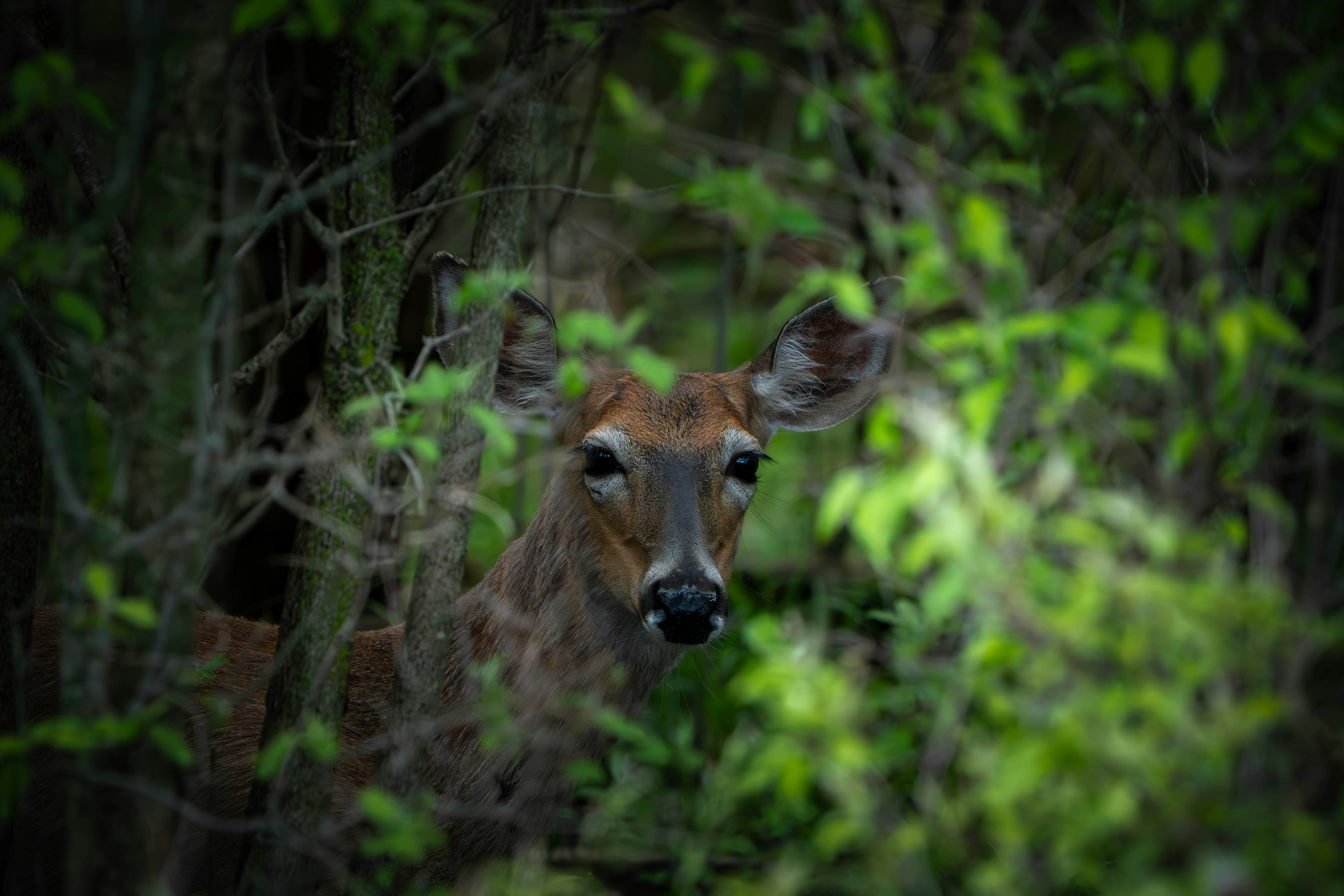 A deer peering through a thicket of vibrant green foliage, embodying the serene essence of woodland life.