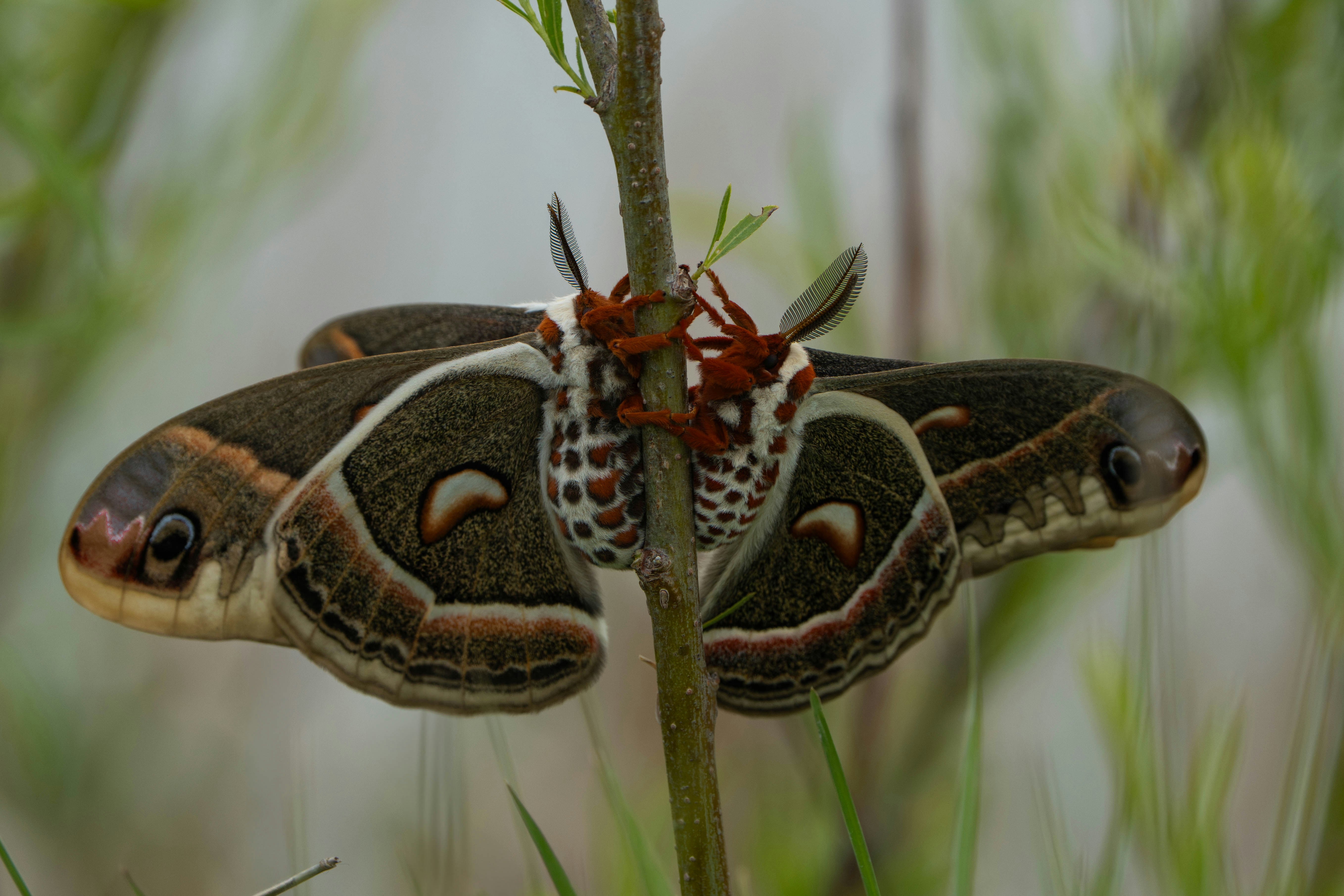A moth clings to a branch and blends in.