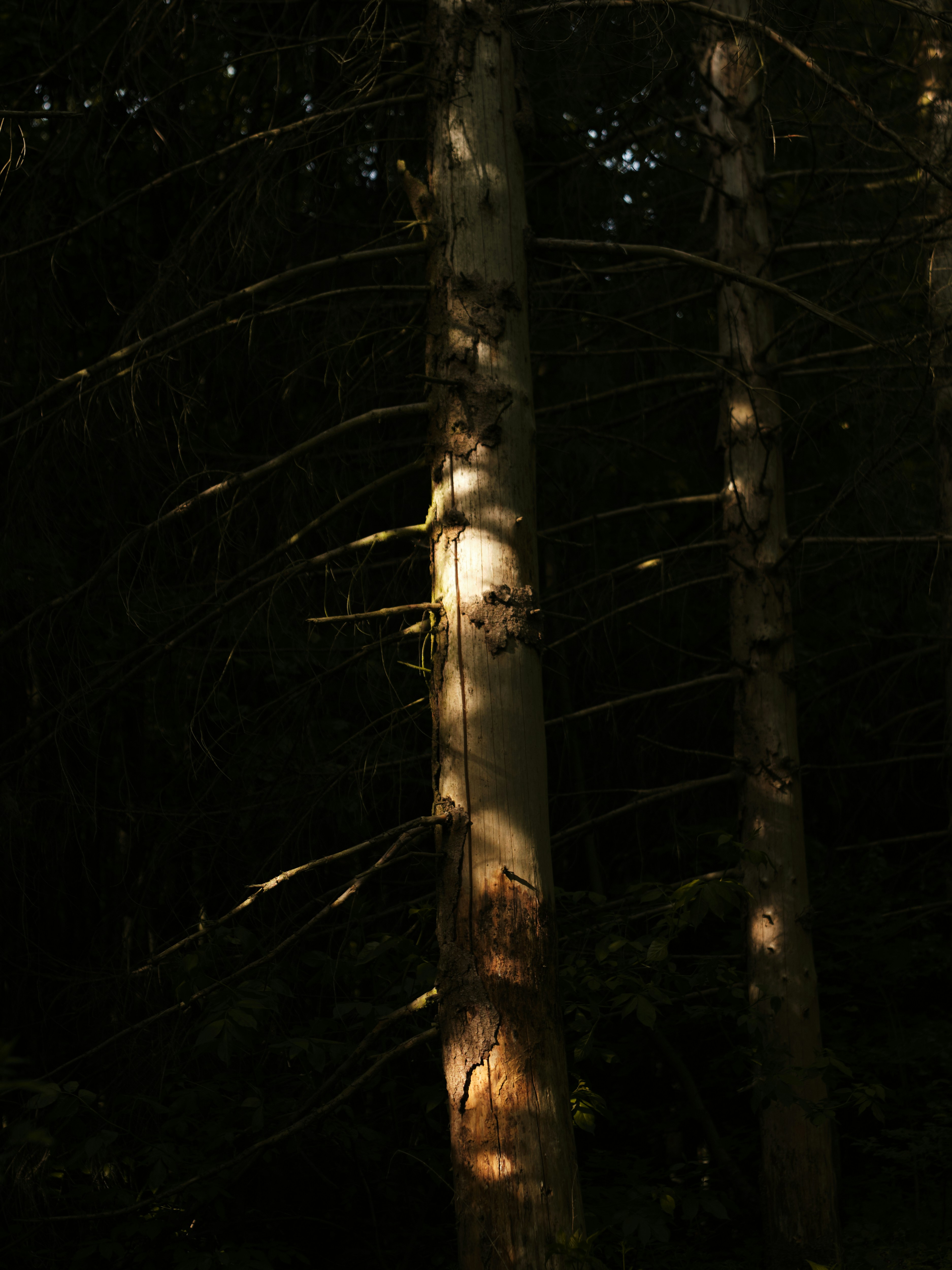 Whispers of Light Amongst the Shadows