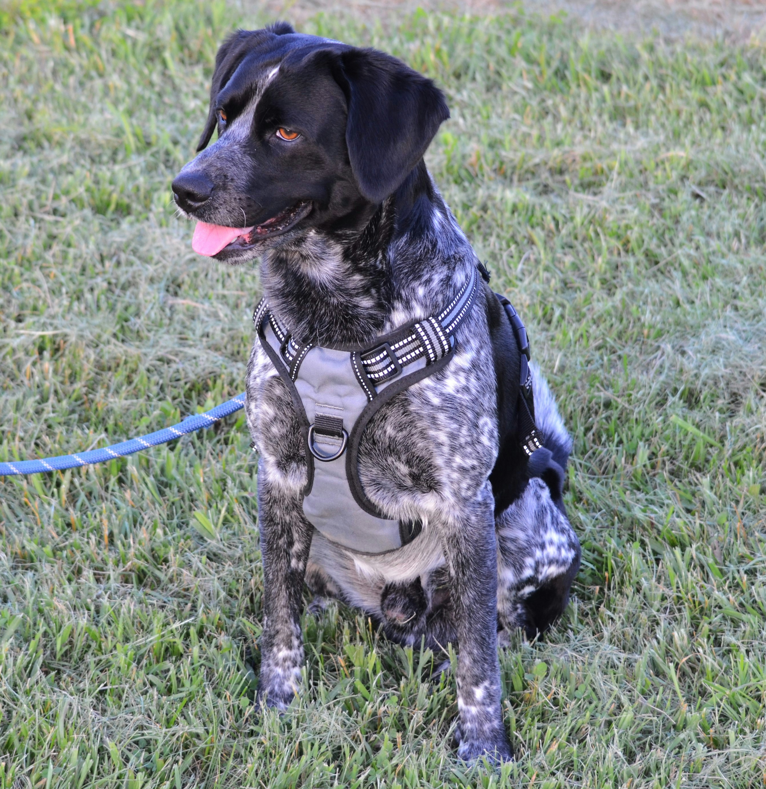 Dog with spotted fur wearing a harness, sitting in grass. photo – Free ...