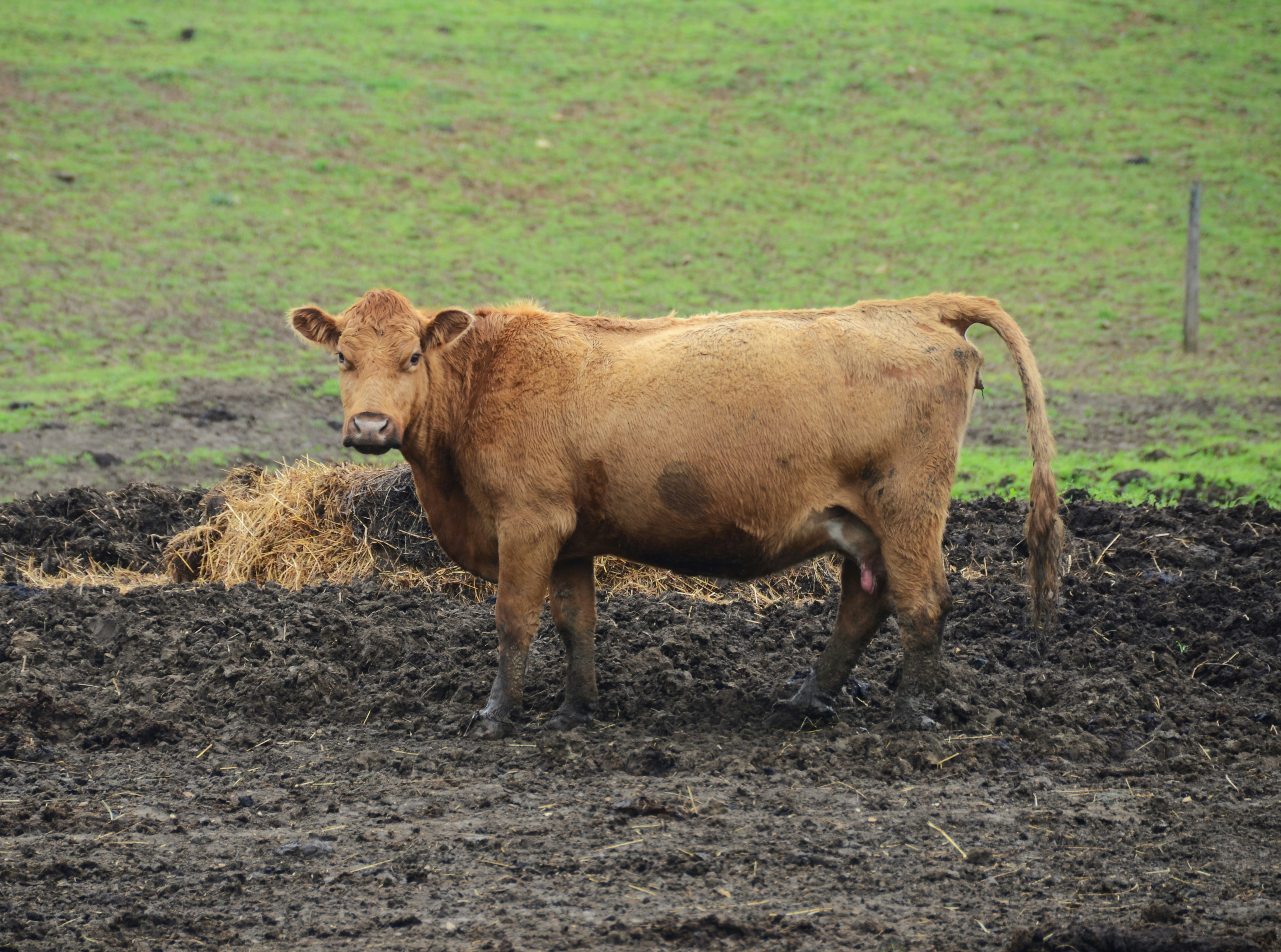 Mud-Streaked Bovine Pauses in a Quiet Pasture