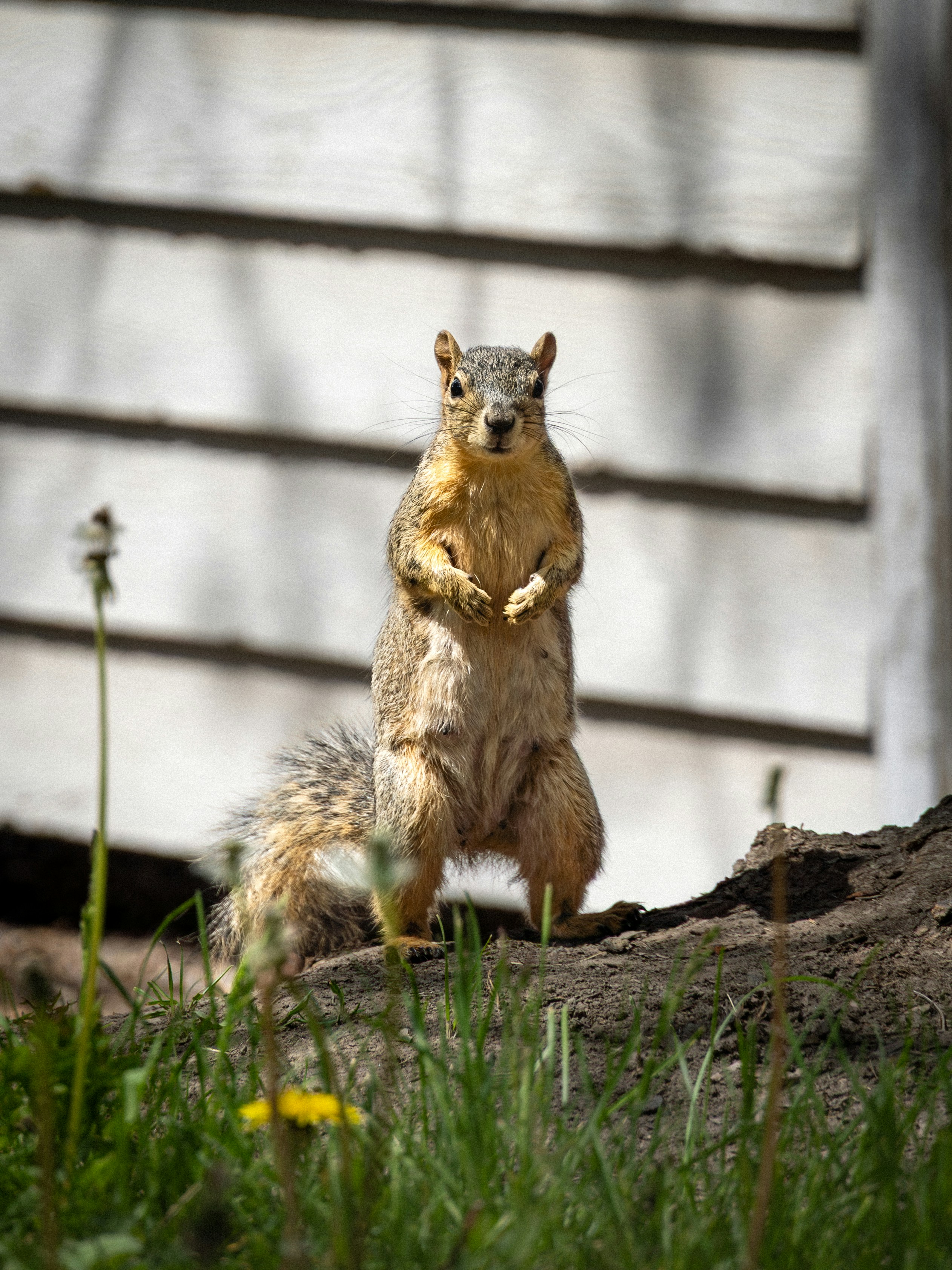 Ground-Sentry: A Squirrel Stands Palms-Pressed in Front of a Weathered Wall