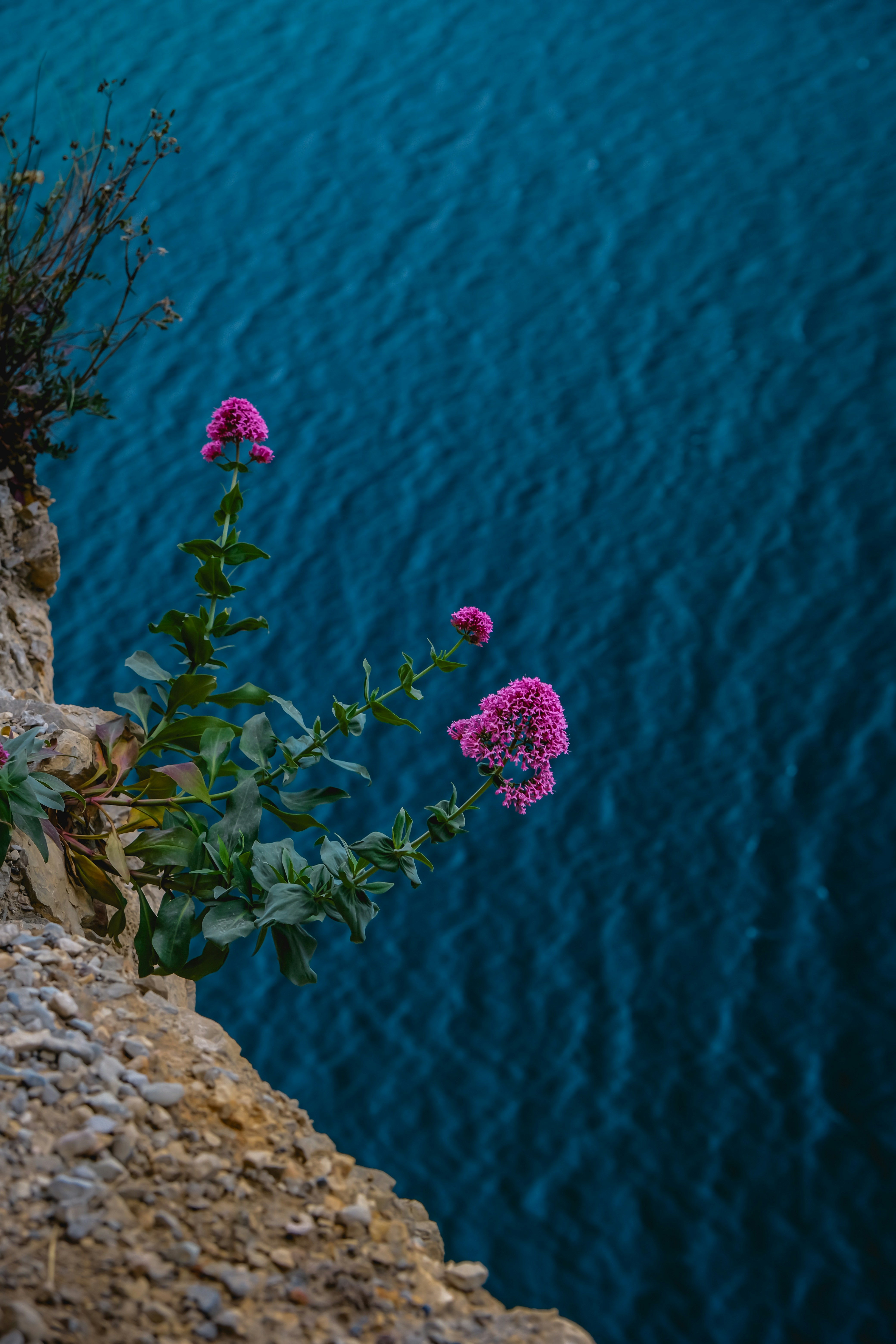Cliffside Blooms: Pink Resilience Over a Sapphire Sea