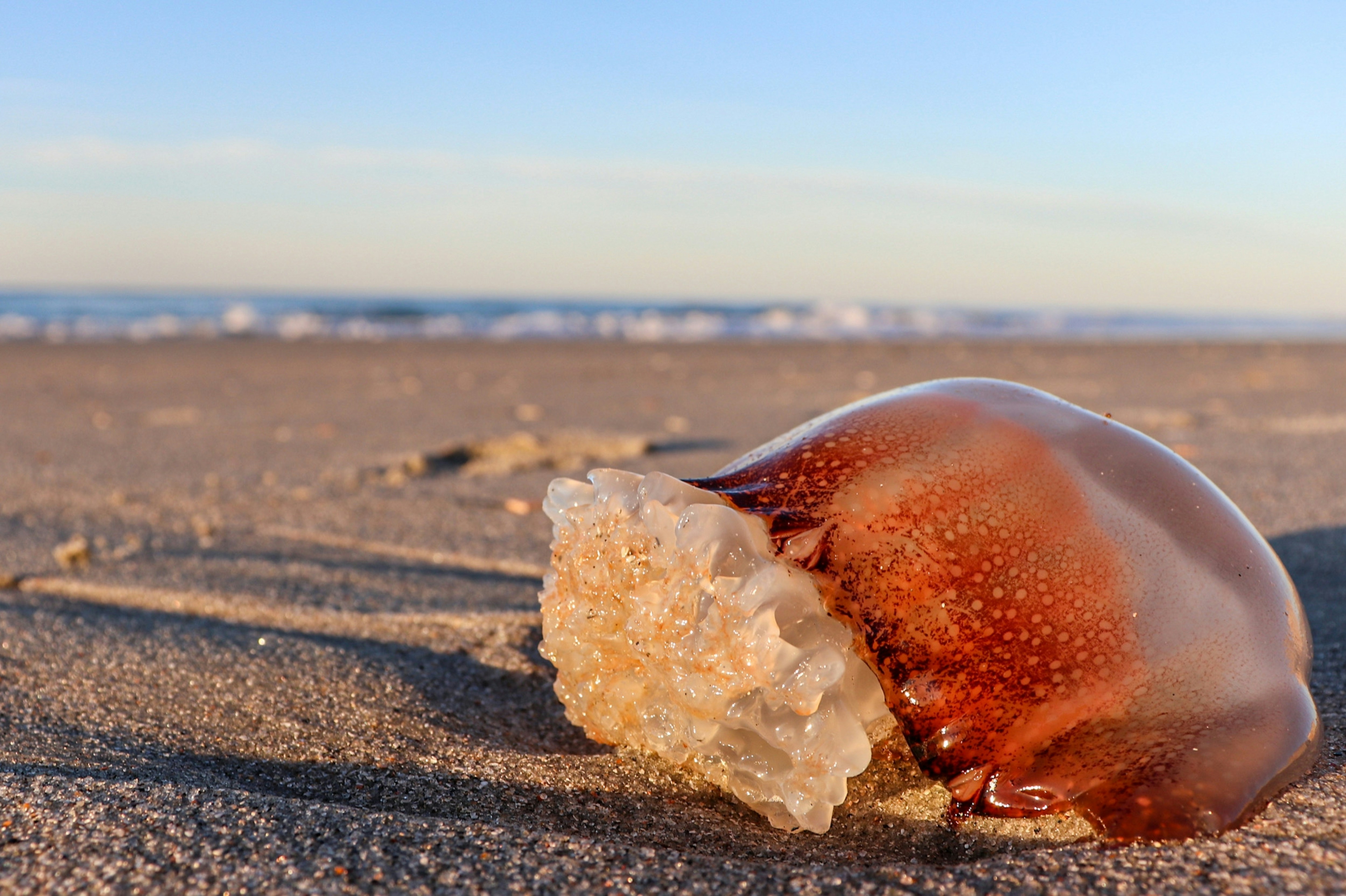 A jellyfish lies stranded on the sandy beach. photo – Free Beach Image ...