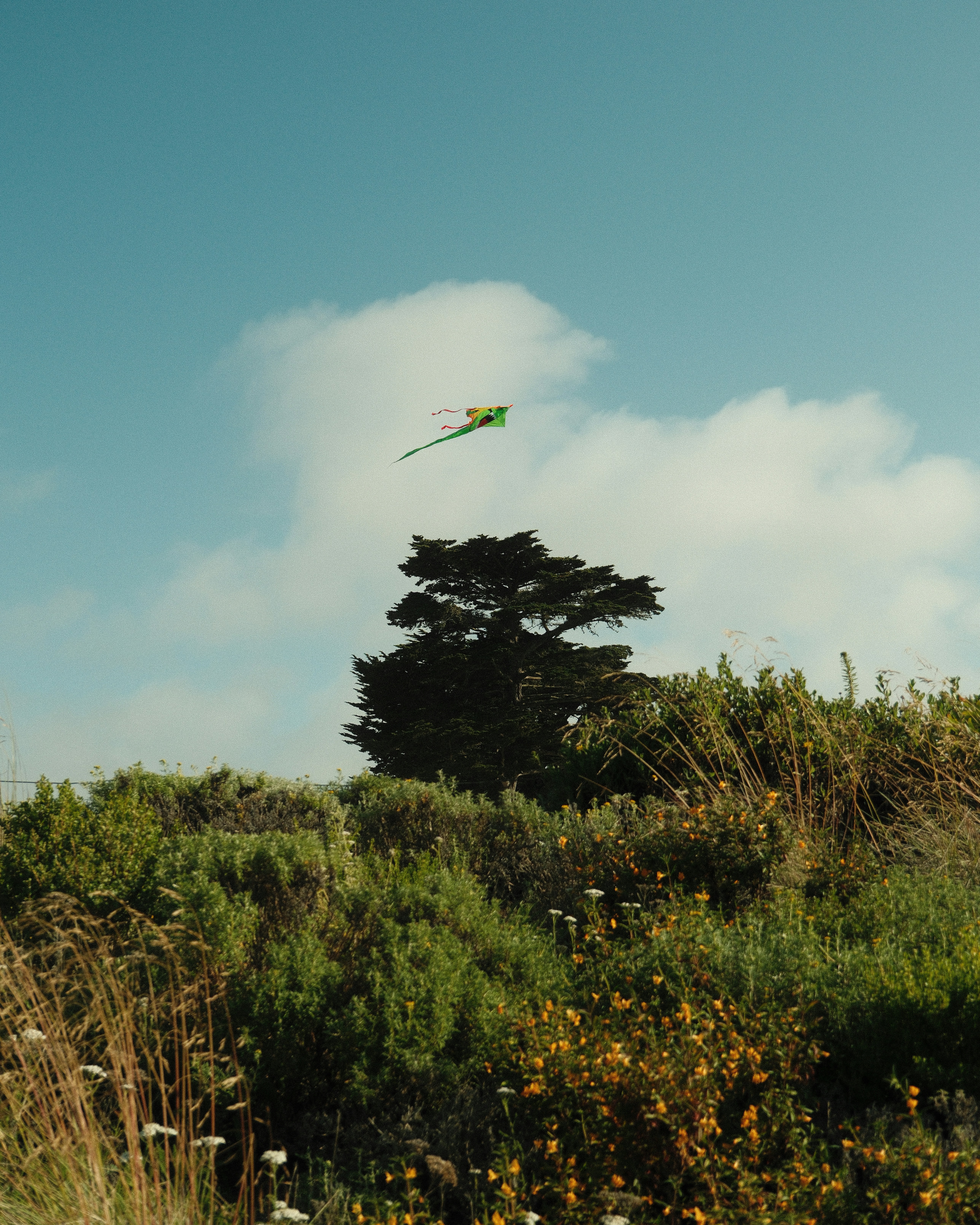 Kite Above Coastal Scrub: A Moment of Wind and Color