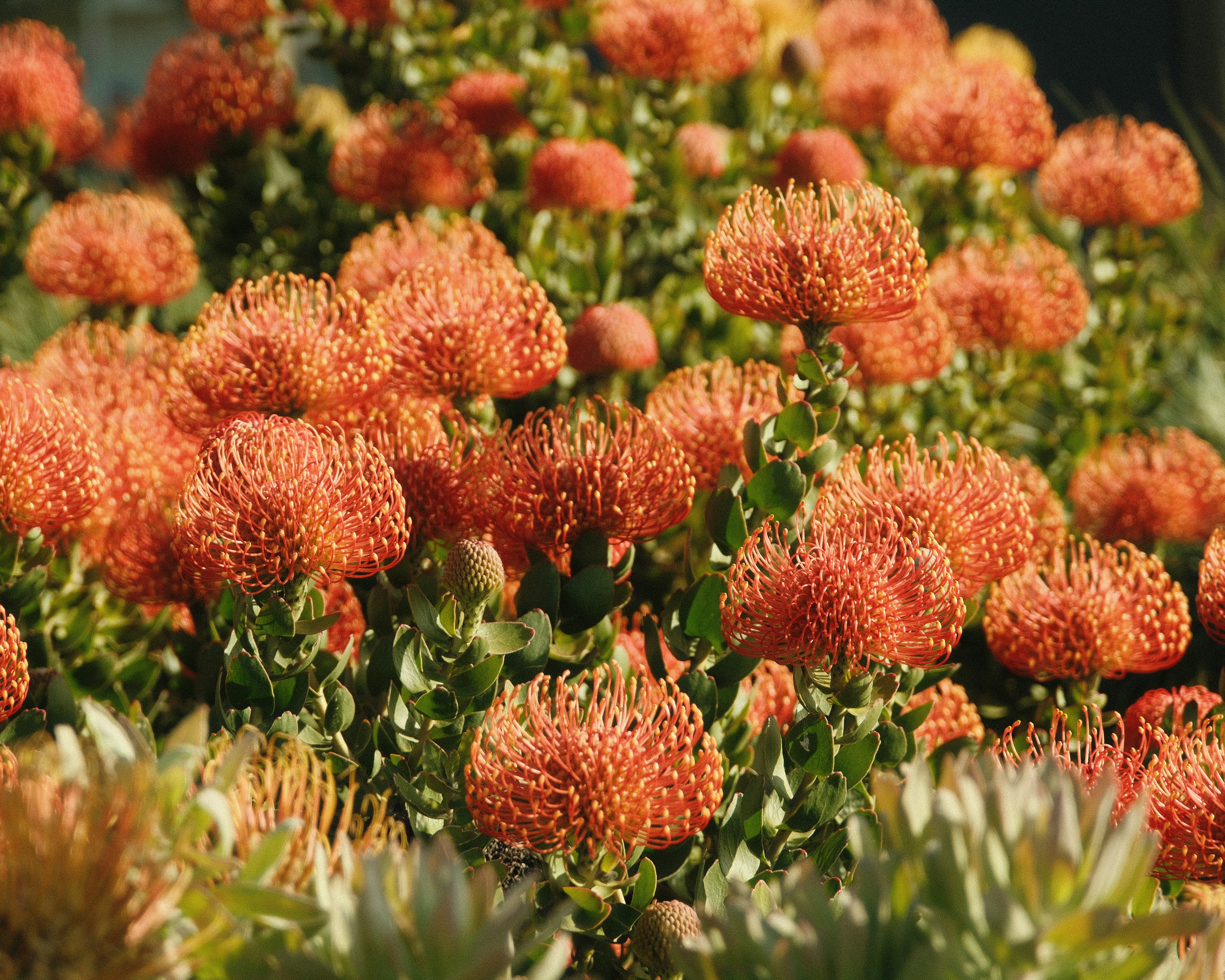 Kellen Riggin (@kalaniparker) | Unsplash Photo Community