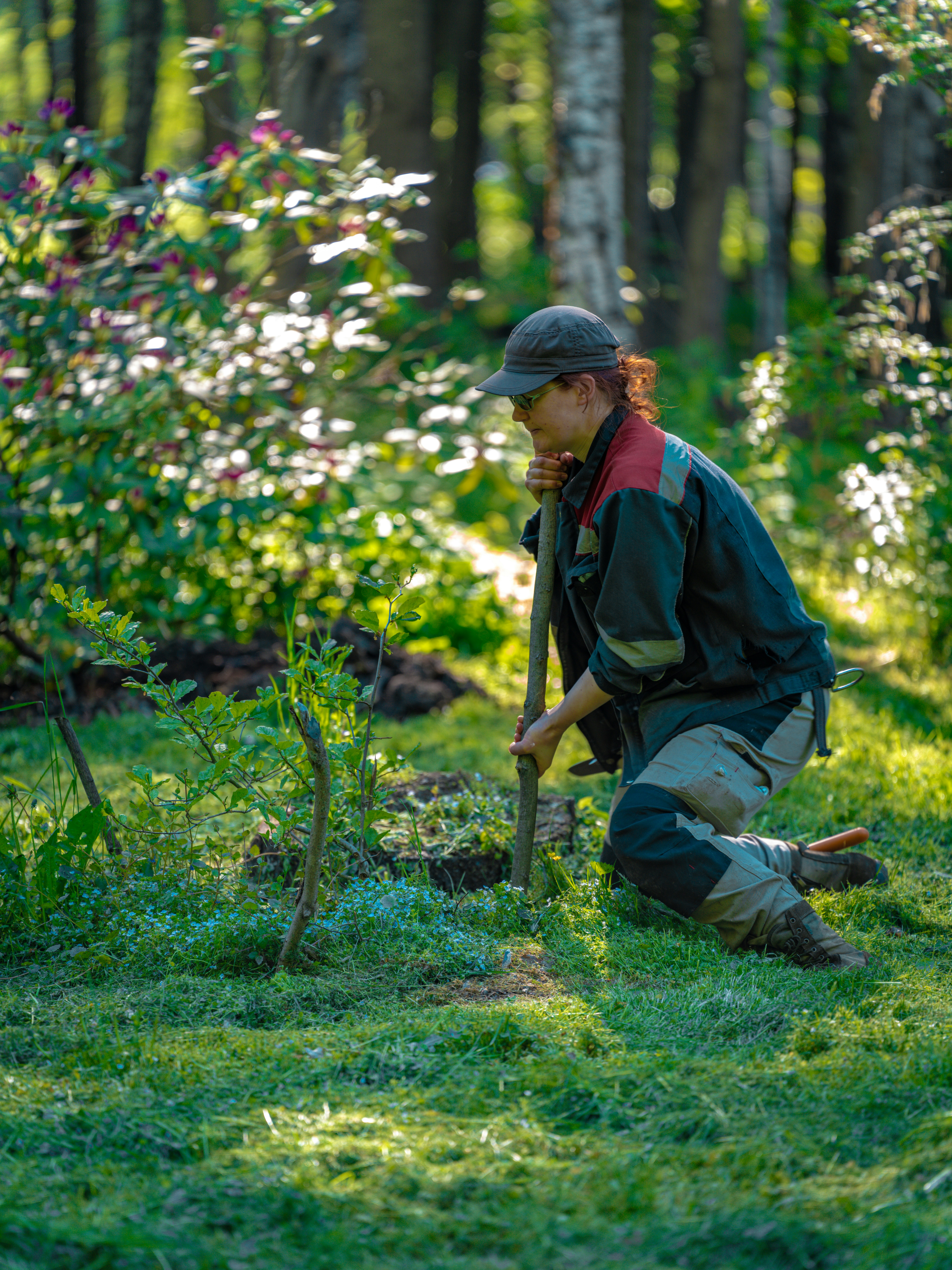 Dappled Quiet: Kneeling Gardener Tends a Forest Garden