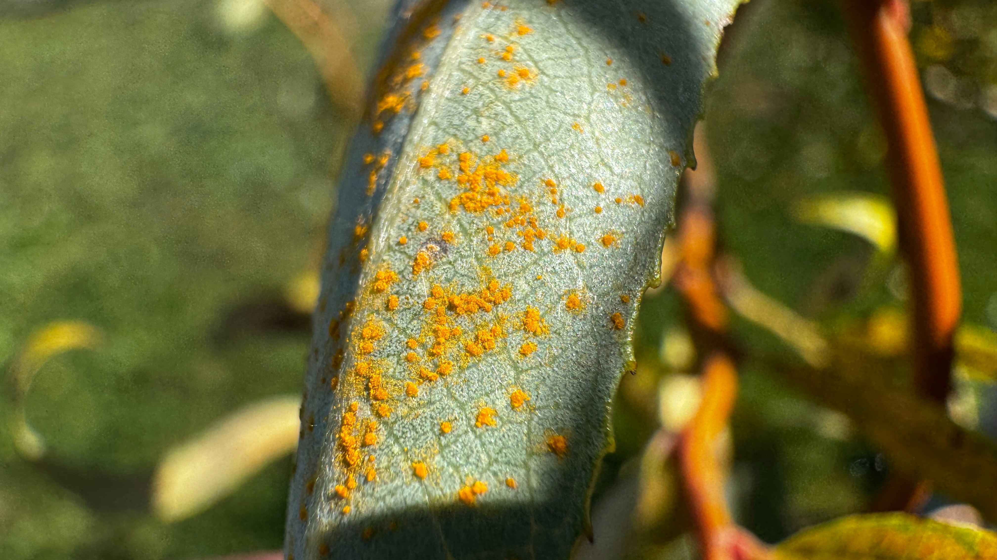 Orange speckles on a blue-green leaf reveal a close-up of lichen textures