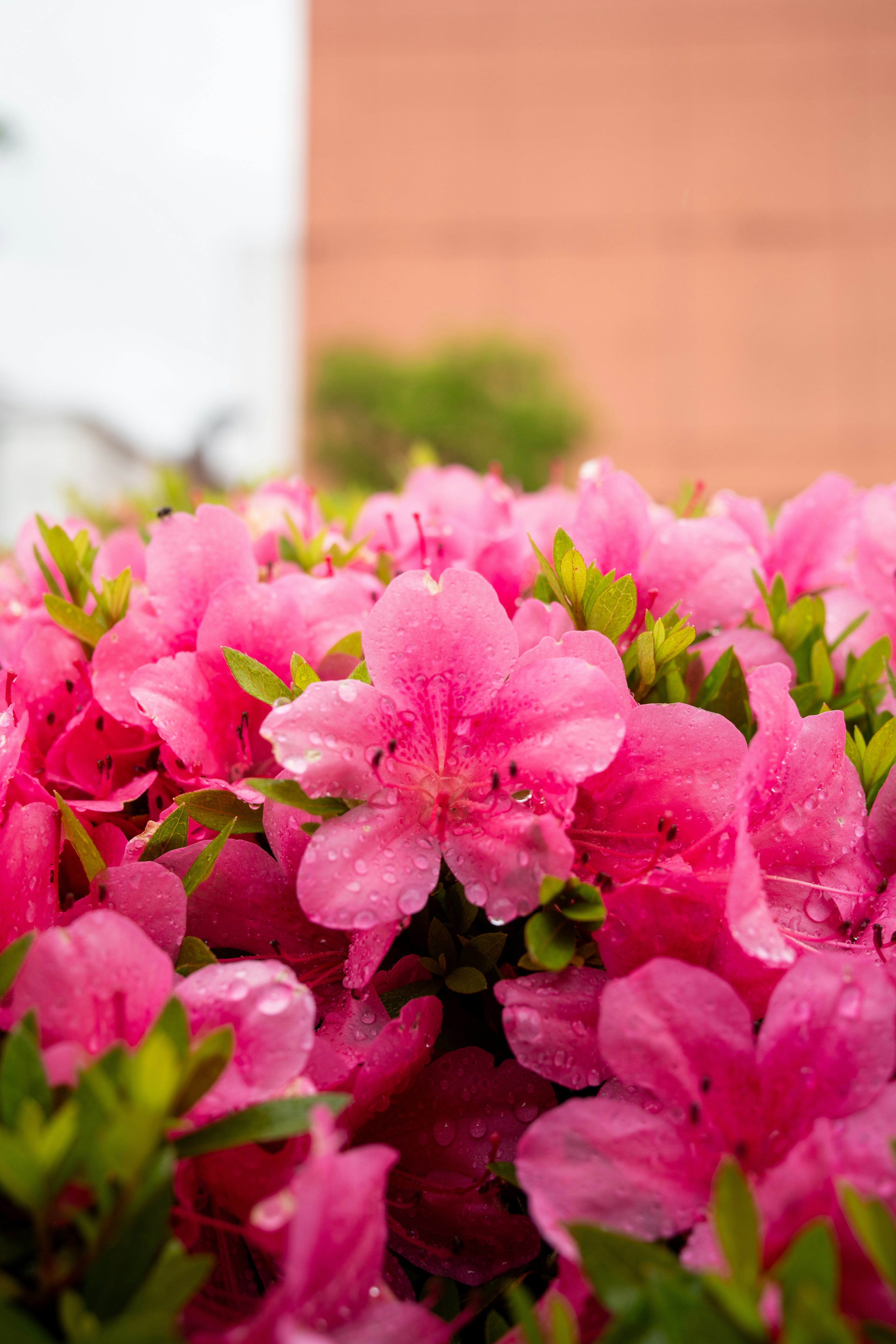 Bright pink azalea flowers in full bloom.