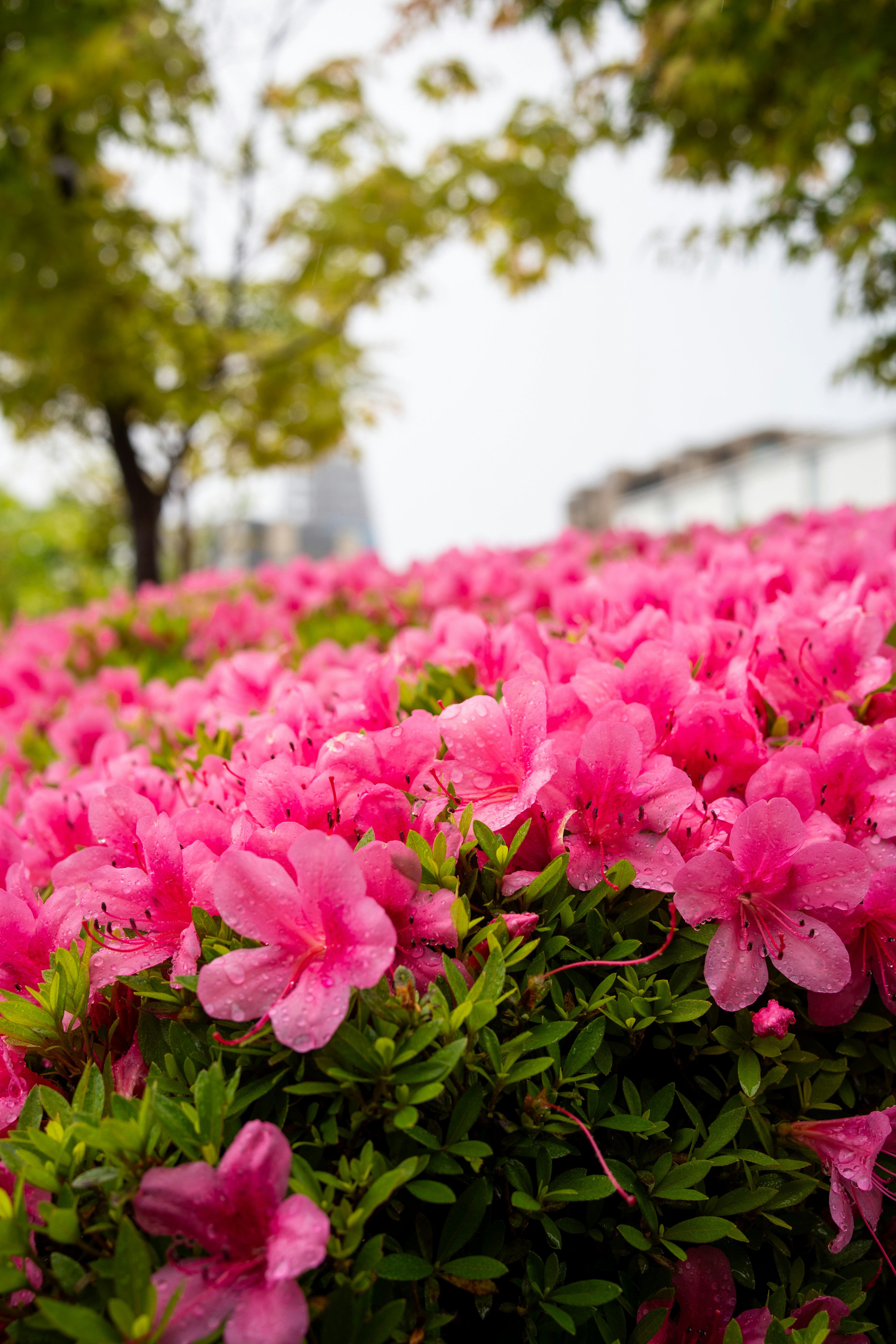Pink azaleas bloom in the garden. photo – Free Flower Image on Unsplash