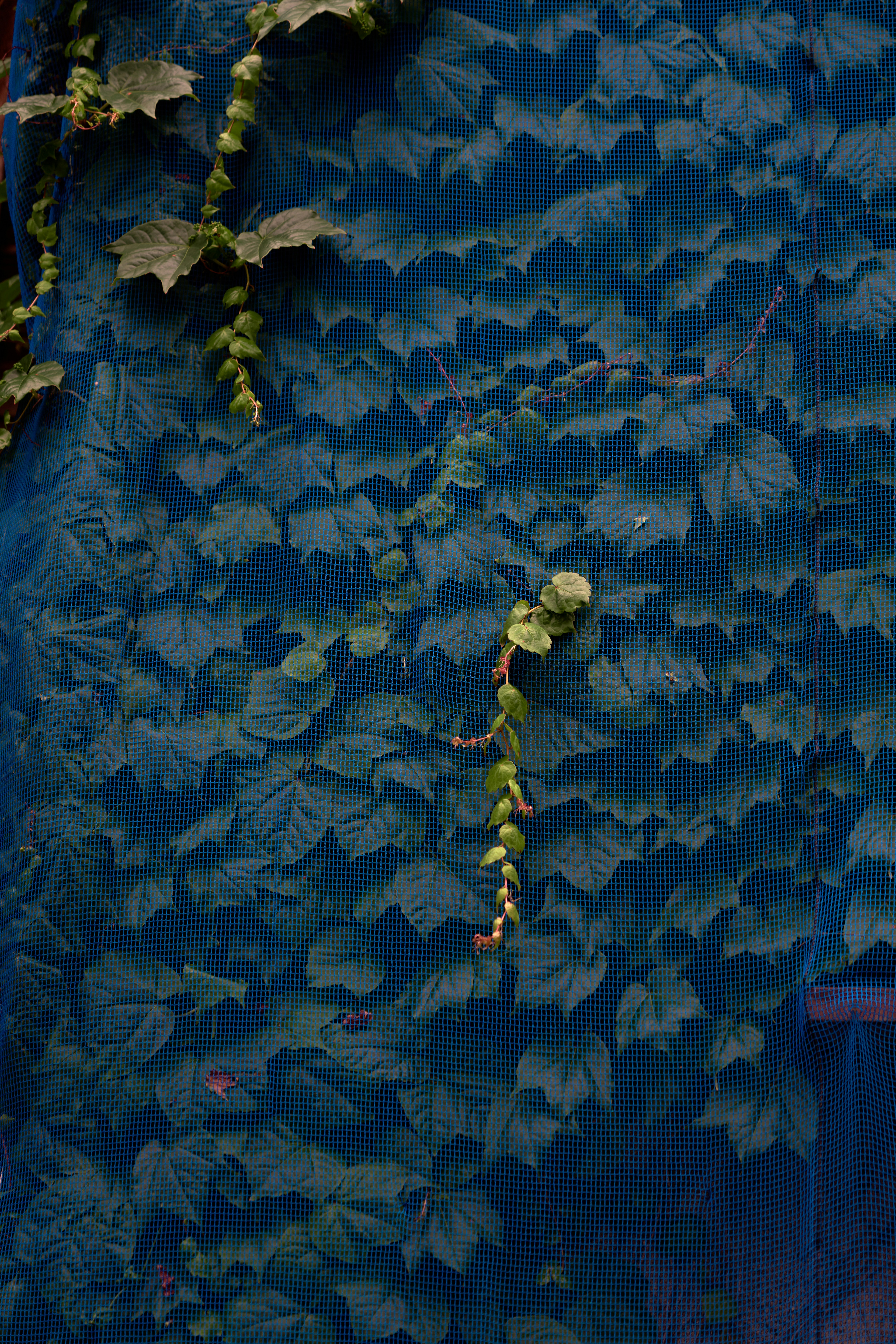 Cascading Ivy Veil on a Blue Mesh Wall