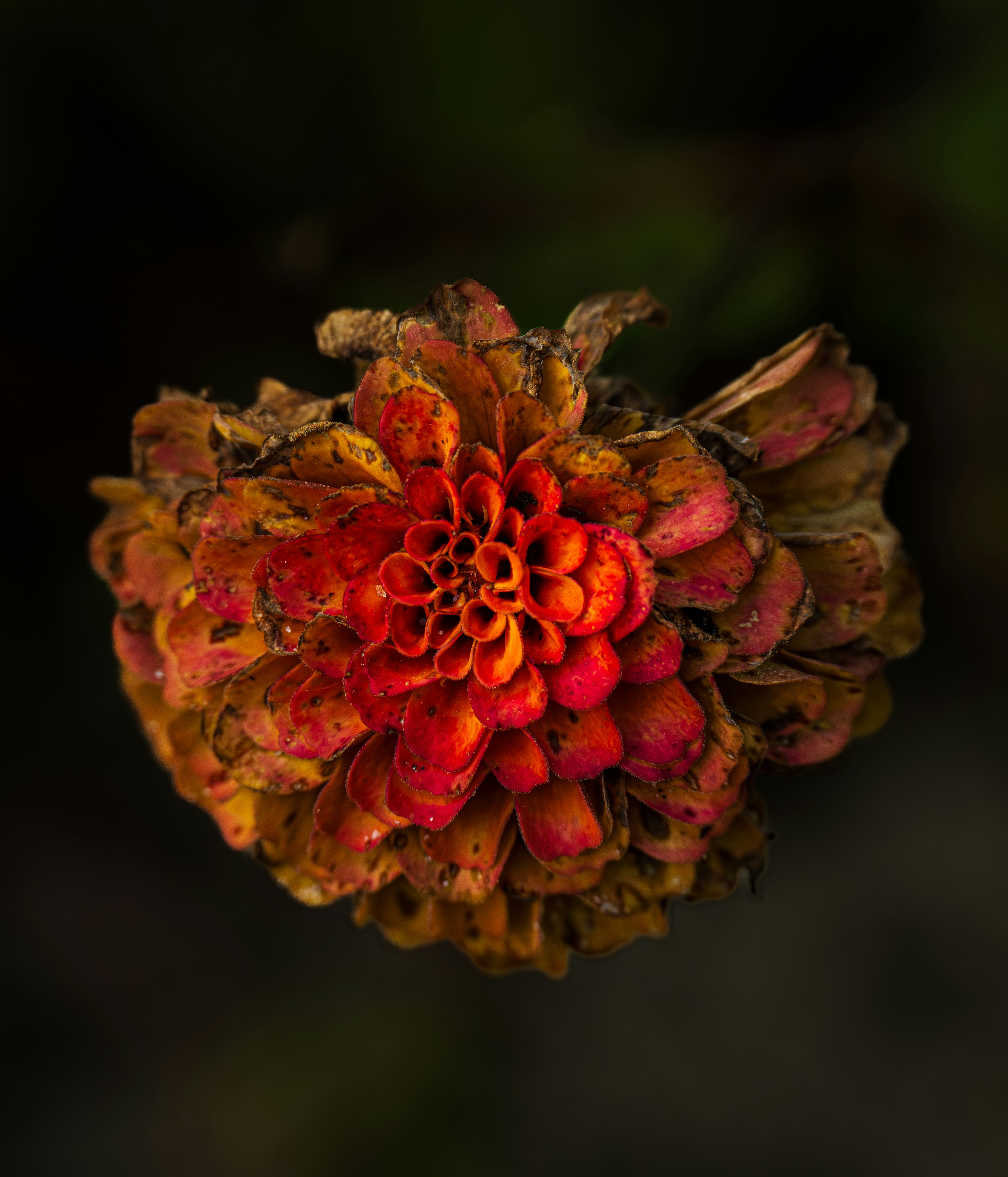 Ember Core: A Macro Portrait of a Fire-Red Dahlia in Velvet Shadows