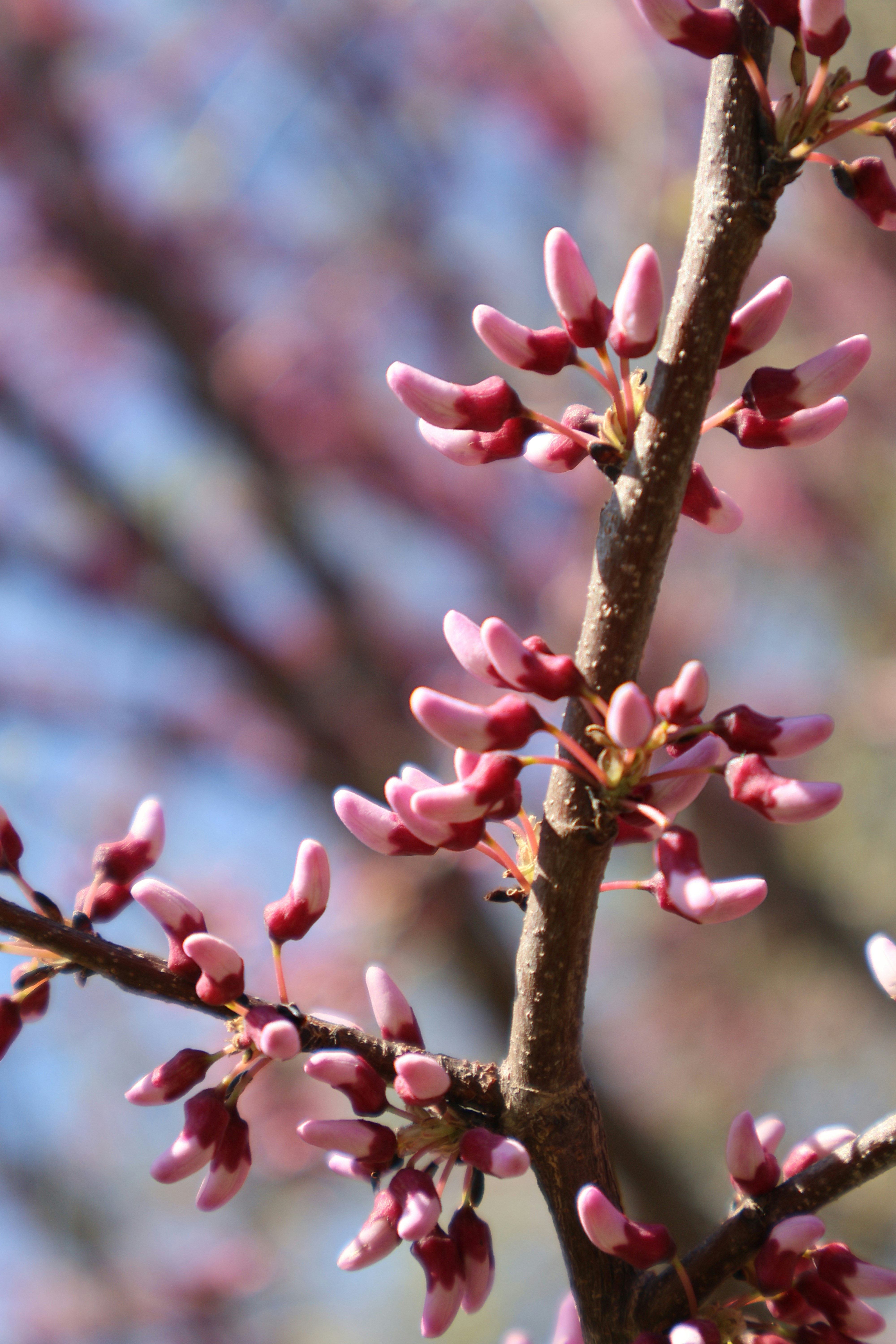 Pink Buds on a Spring Branch Reaching Toward the Sky