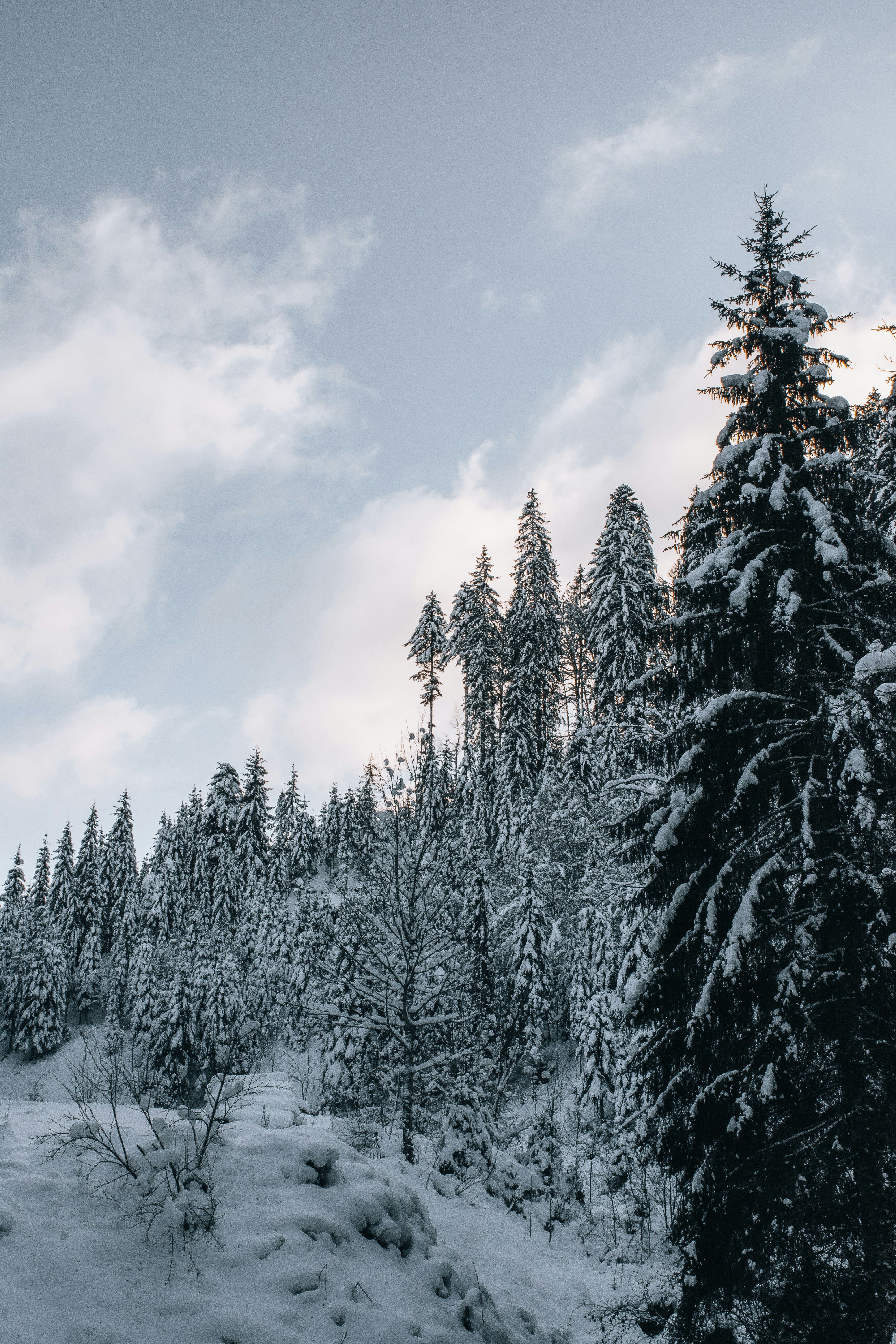 Towering evergreens dusted with snow rise against a pastel winter sky, as soft morning light brushes the treetops. A quiet alpine slope captures the untouched beauty and solitude of a frozen forest. | Snow-covered trees stand tall against a cloudy sky.
