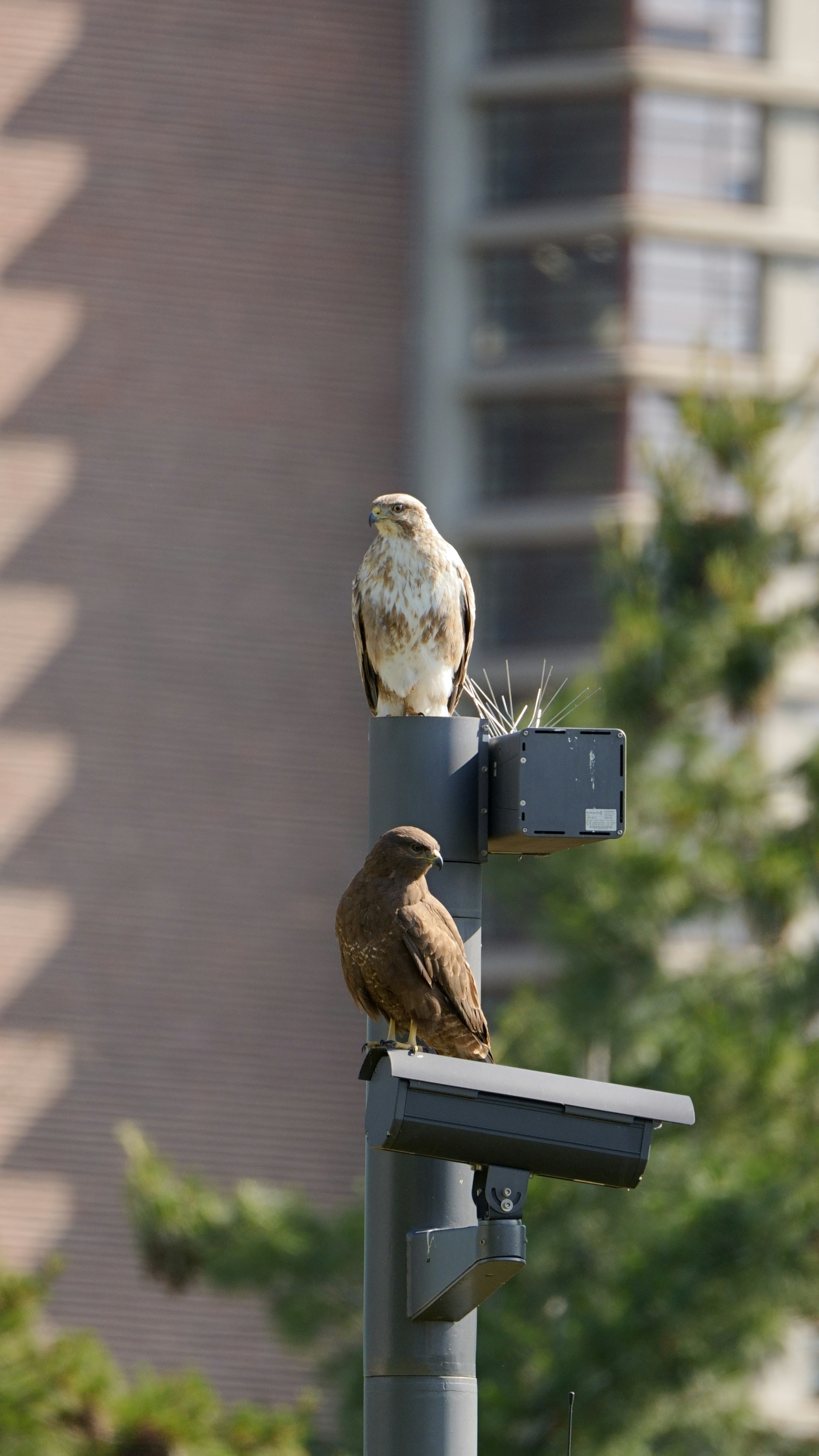 Urban Sentinels: Two Raptors Perched on a City Streetlight