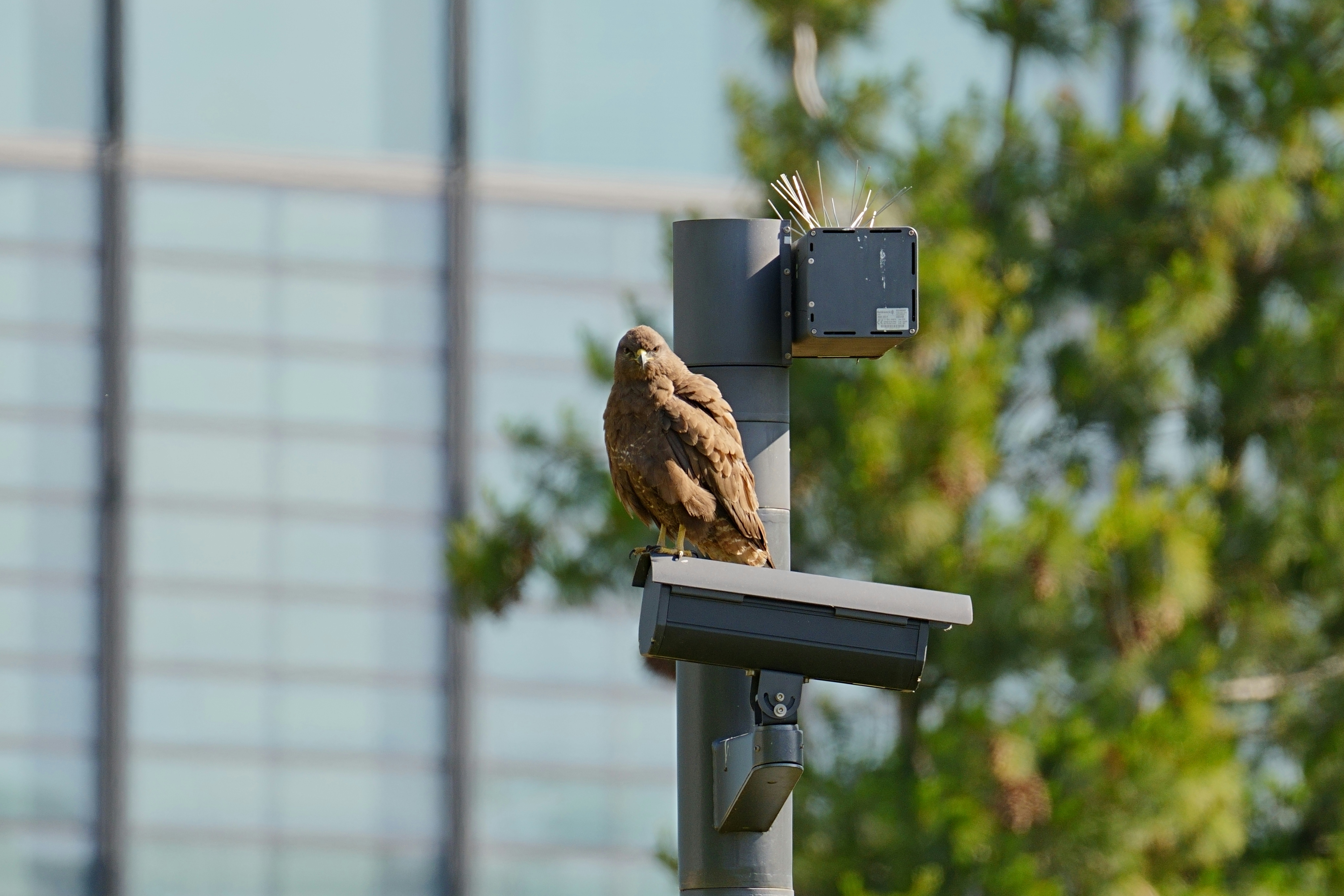 Perched in Steel: A City Hawk Scans the Street