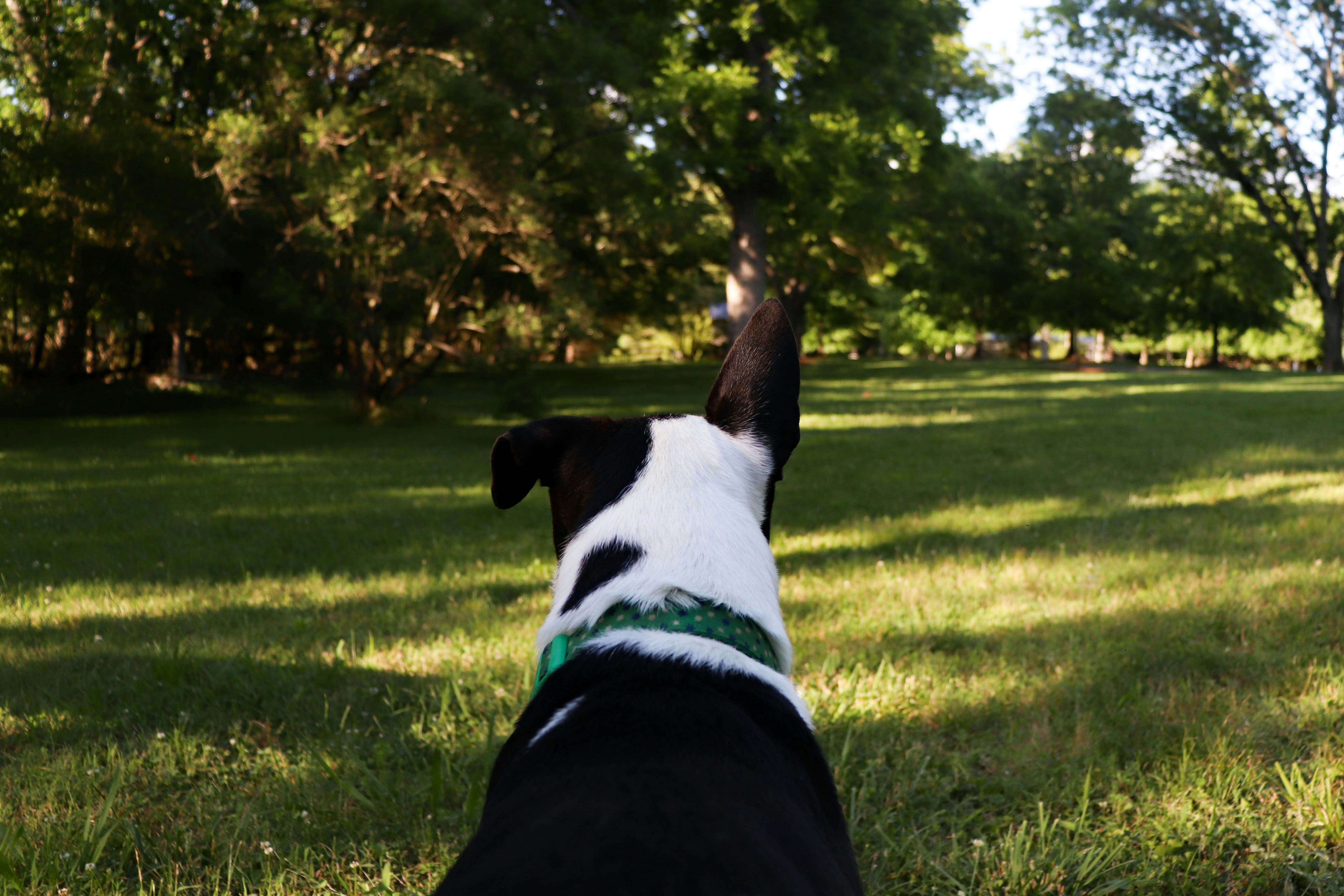 Black and white dog gazing into a lush green park, capturing a moment of serene contemplation.