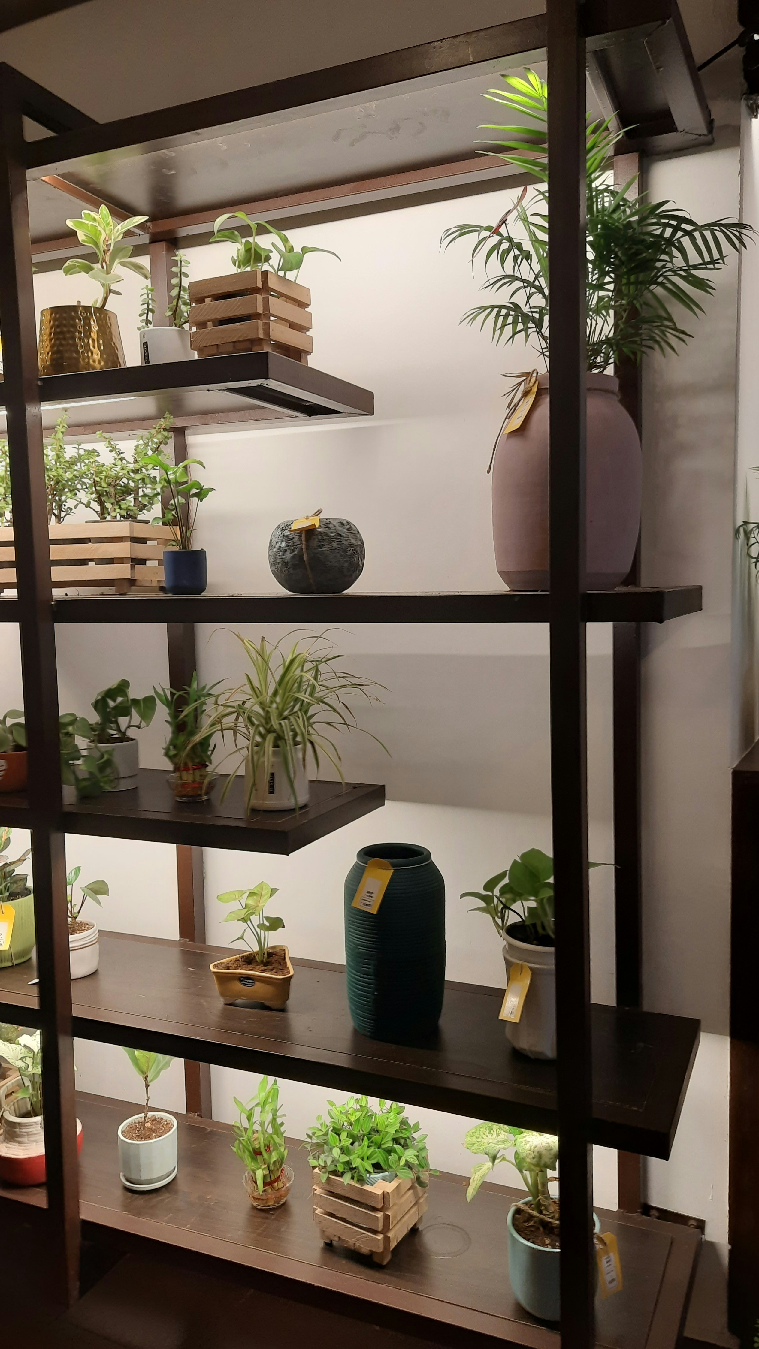 Shelves adorned with various potted plants, showcasing a blend of textures and colors in a cozy indoor setting.