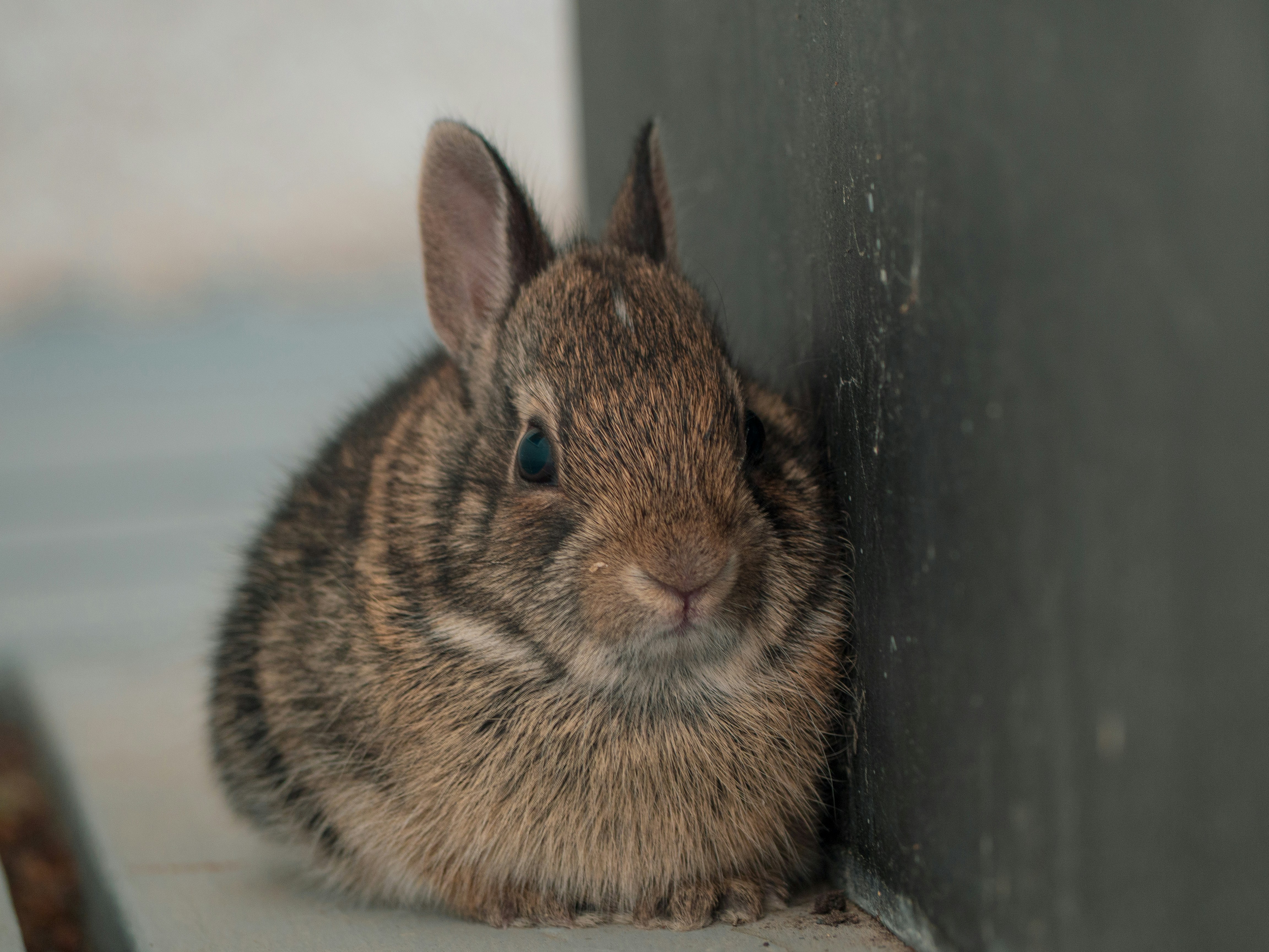 Hushed Corner: A curious rabbit tucked beside a weathered wall